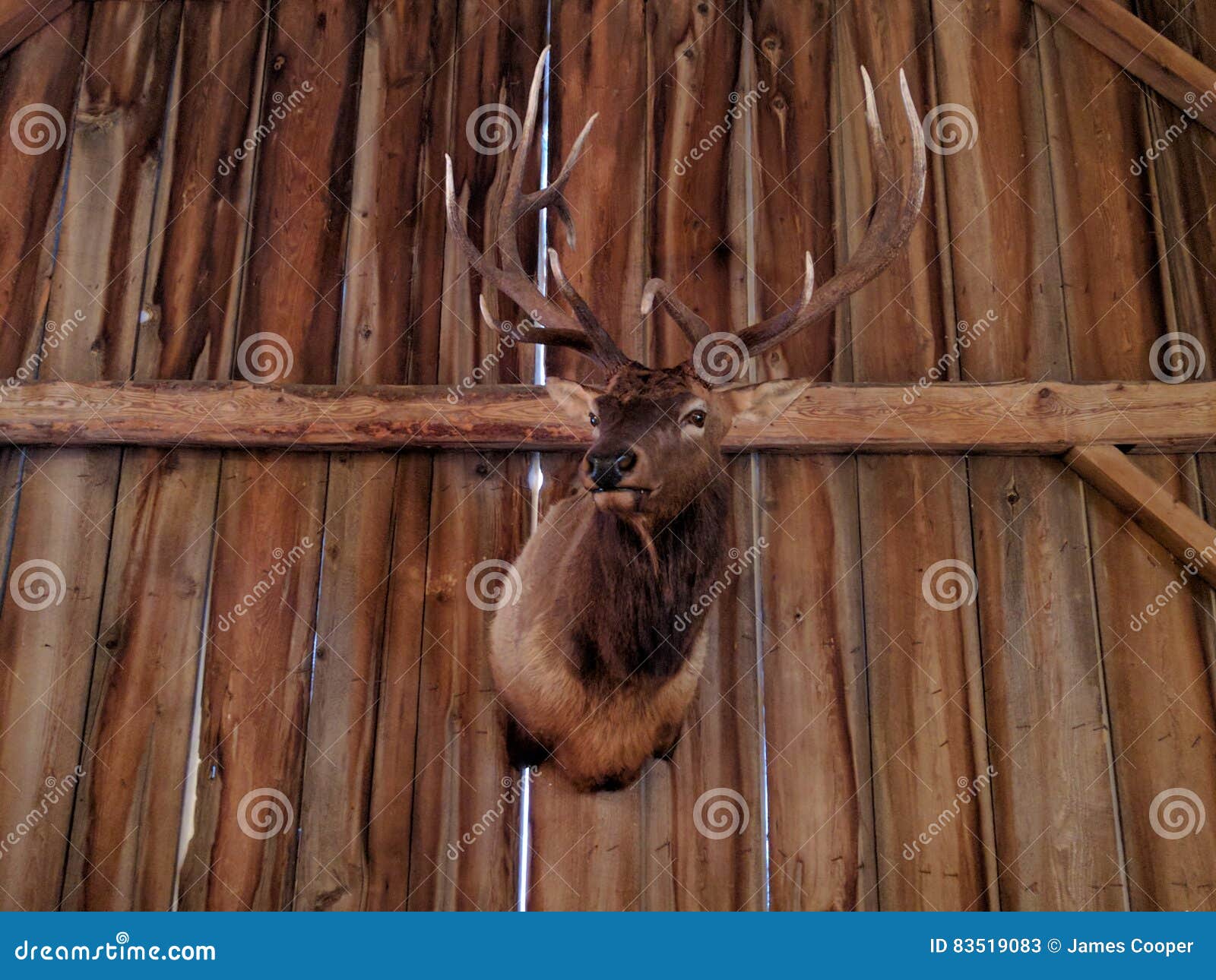 Rustic Hanging Male Deer Head Stock Image - Image of decorate, indoor ...
