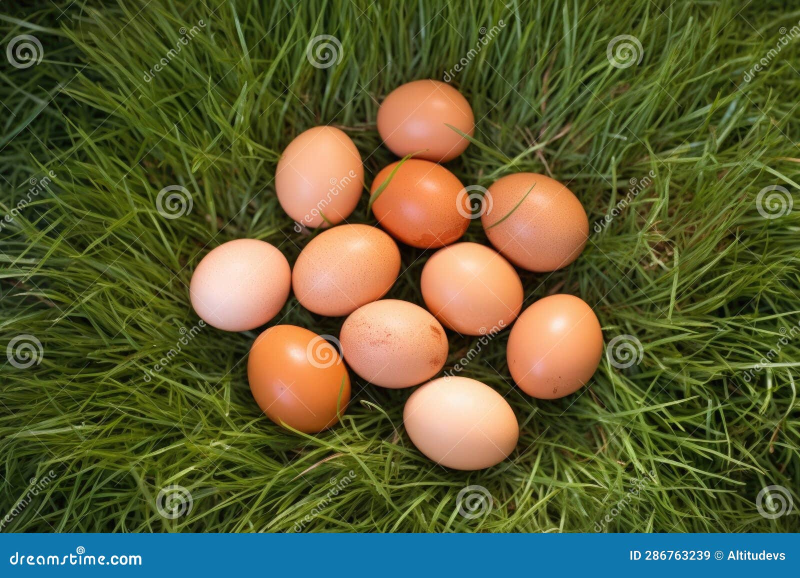 A Rustic Henhouse with Eggs in Straw Nest Stock Illustration ...