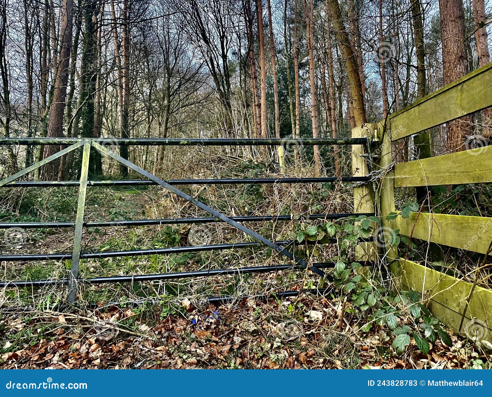 Rustic hidden forest gate stock image. Image of tree - 243828783