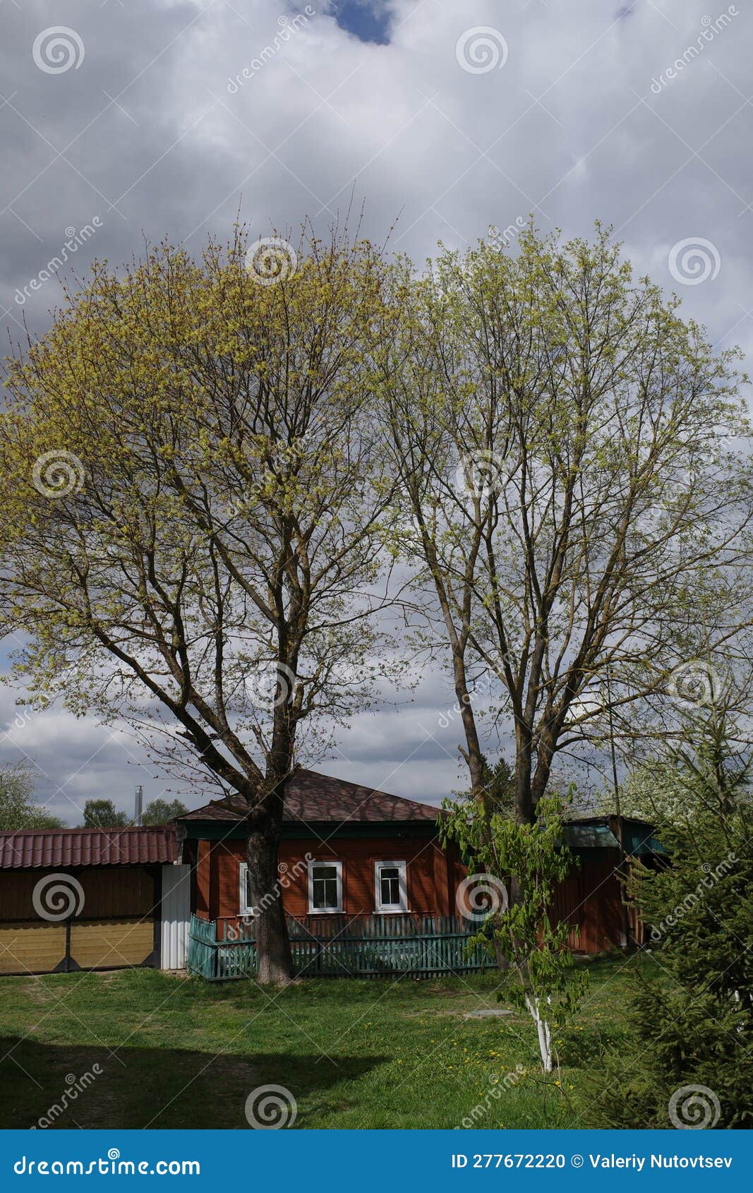 A Rustic House and Two Tall Maple Trees Against the Sky. Editorial ...