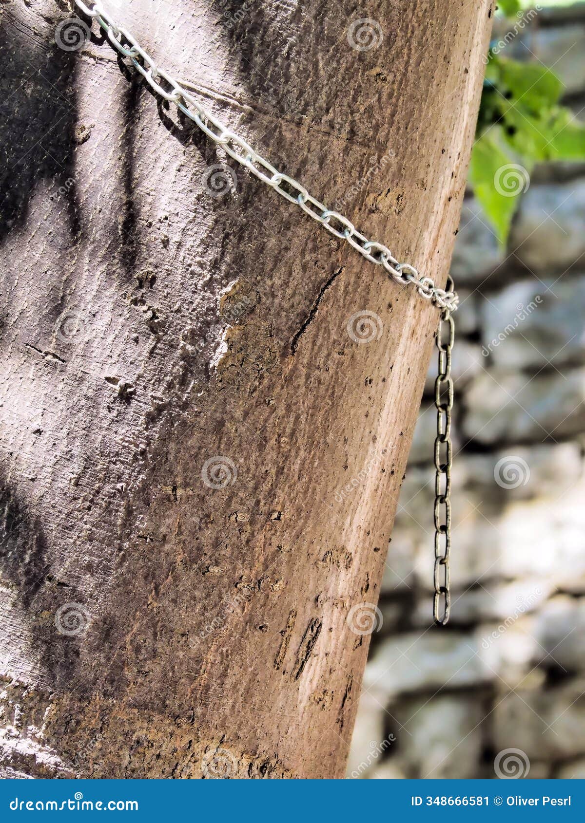 Rustic Iron Chain Wrapped Around Weathered Tree Trunk with Sunlight ...