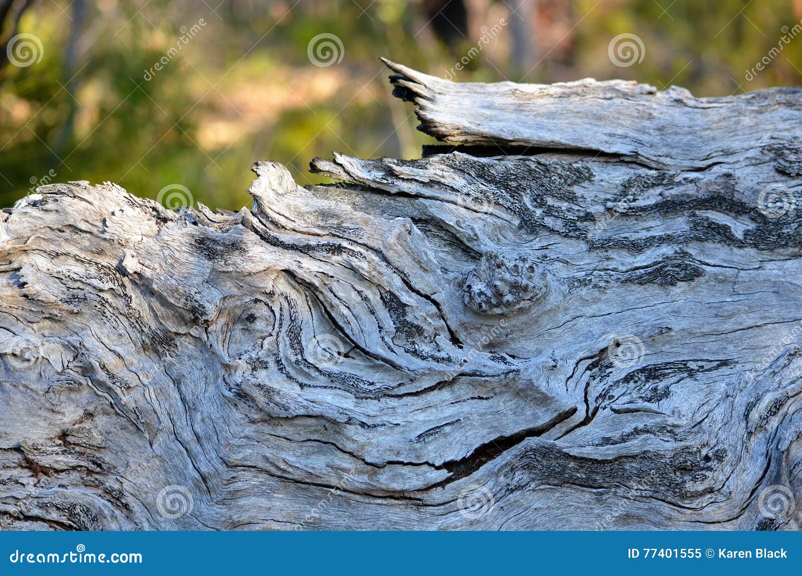 Rustic Knotted Wood Texture Background Stock Image - Image of trunk ...
