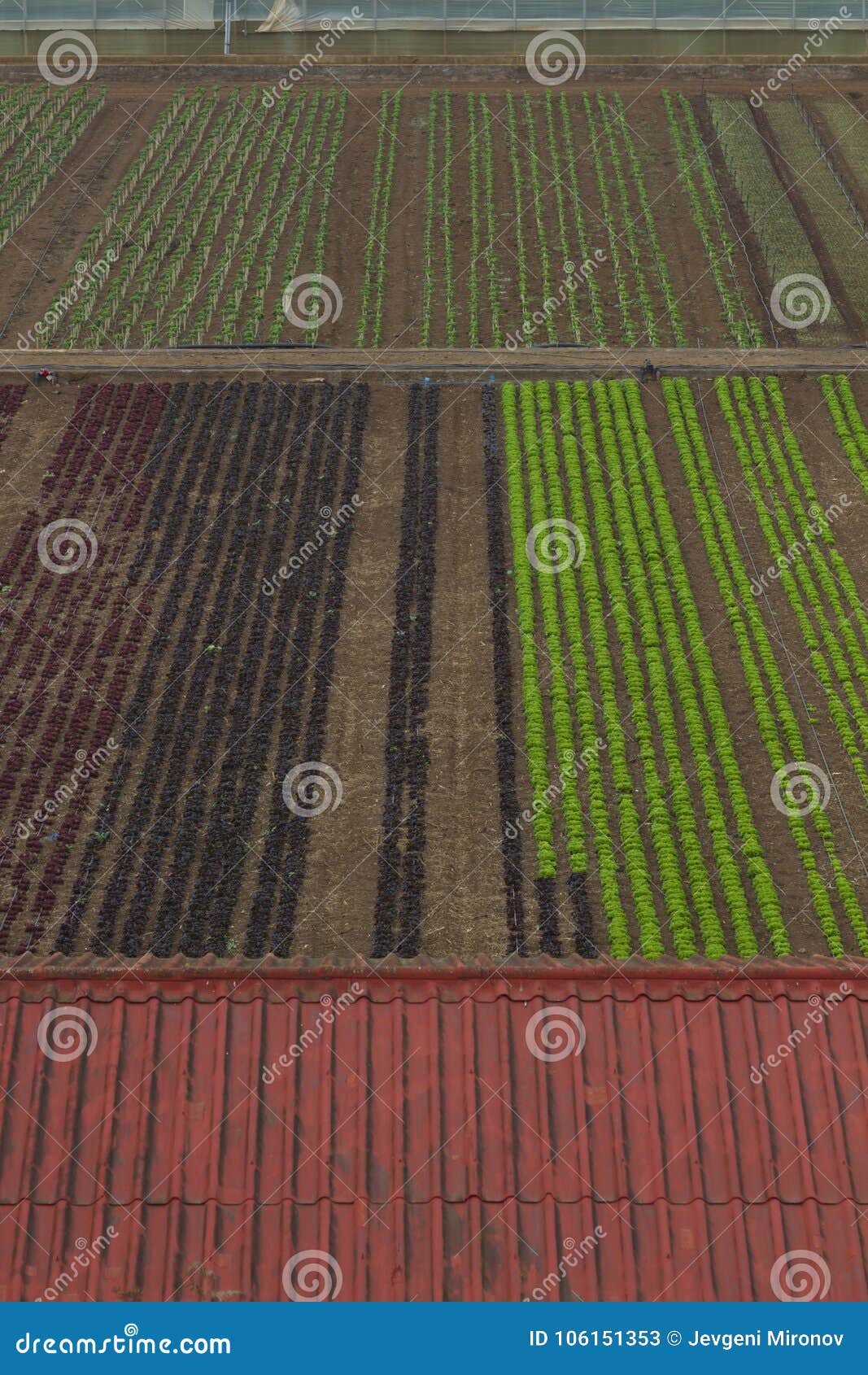 Rustic Landscape. Farmers Fields. Stock Image - Image of food, harvest ...