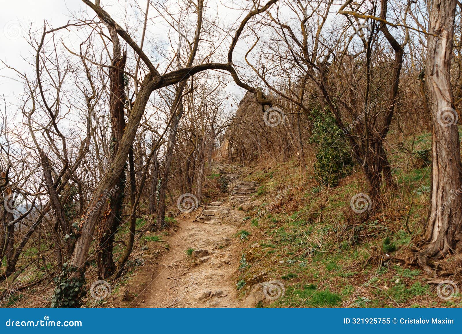 Rustic Mountain Trail with Bare Trees and Rocky Pathway, Ideal for ...