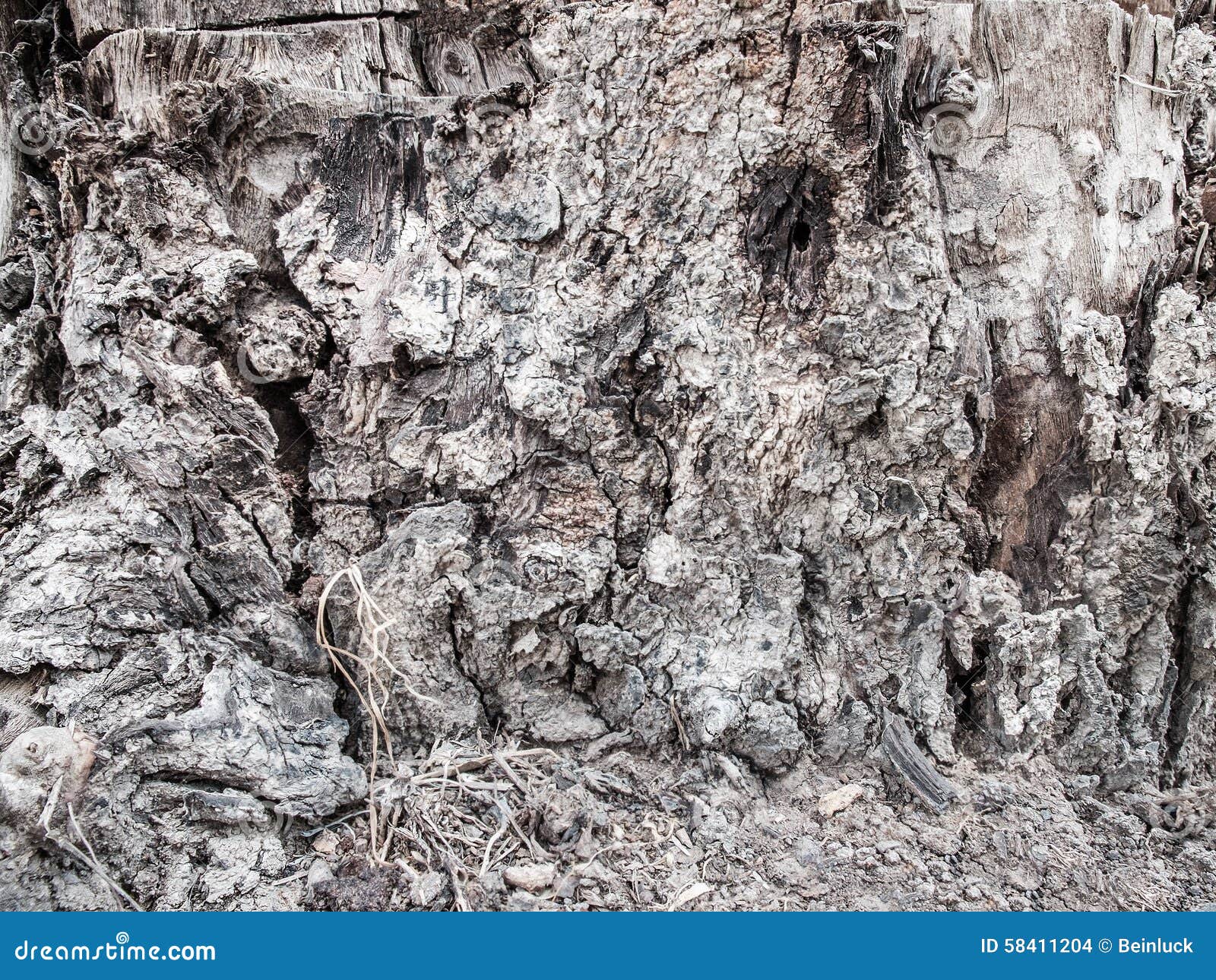 Aged Tree Royalty-Free Stock Photography | CartoonDealer.com #6065039