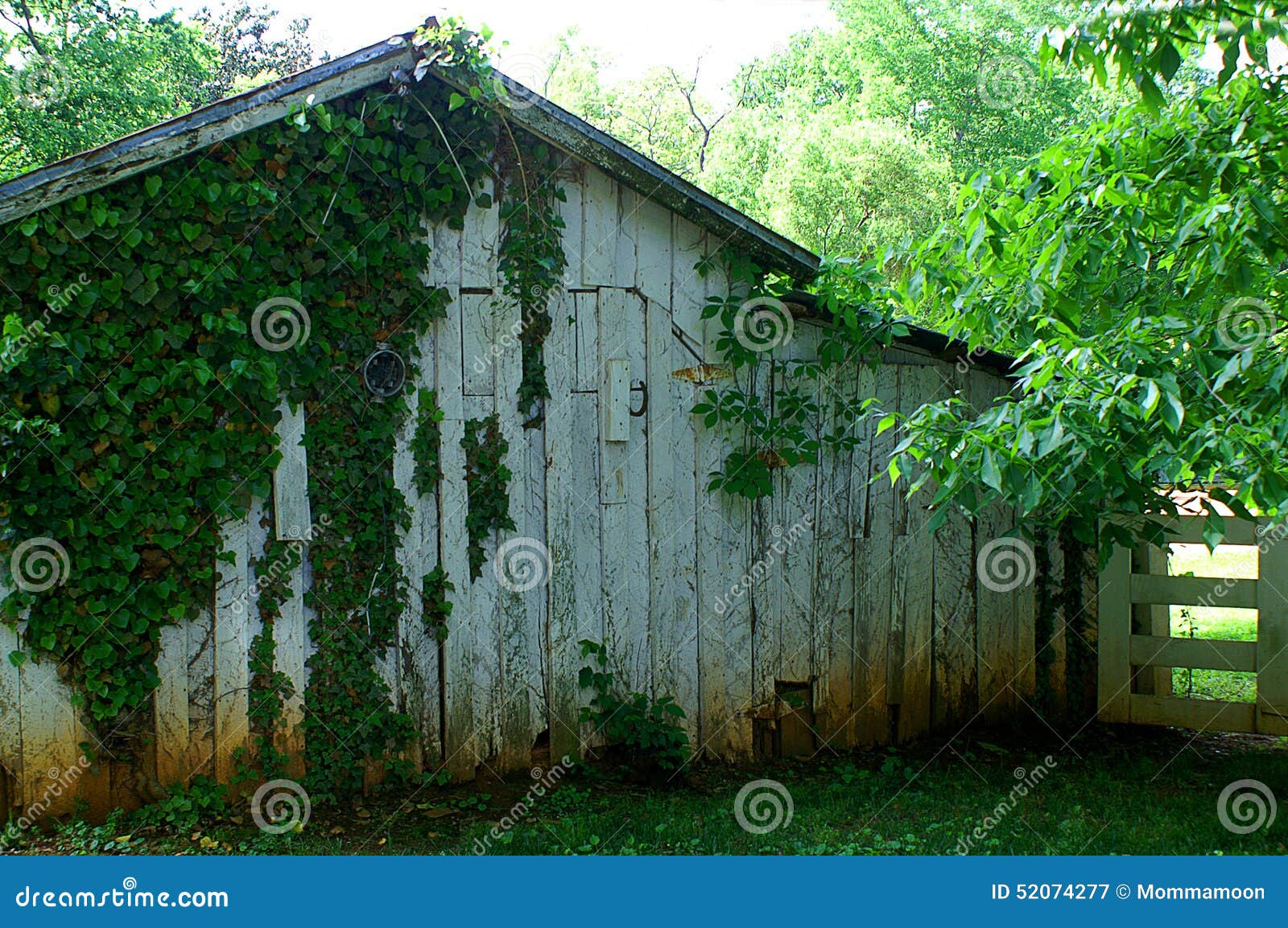Rustic Old Barn with Vines Growing Stock Image - Image of spring, rural ...