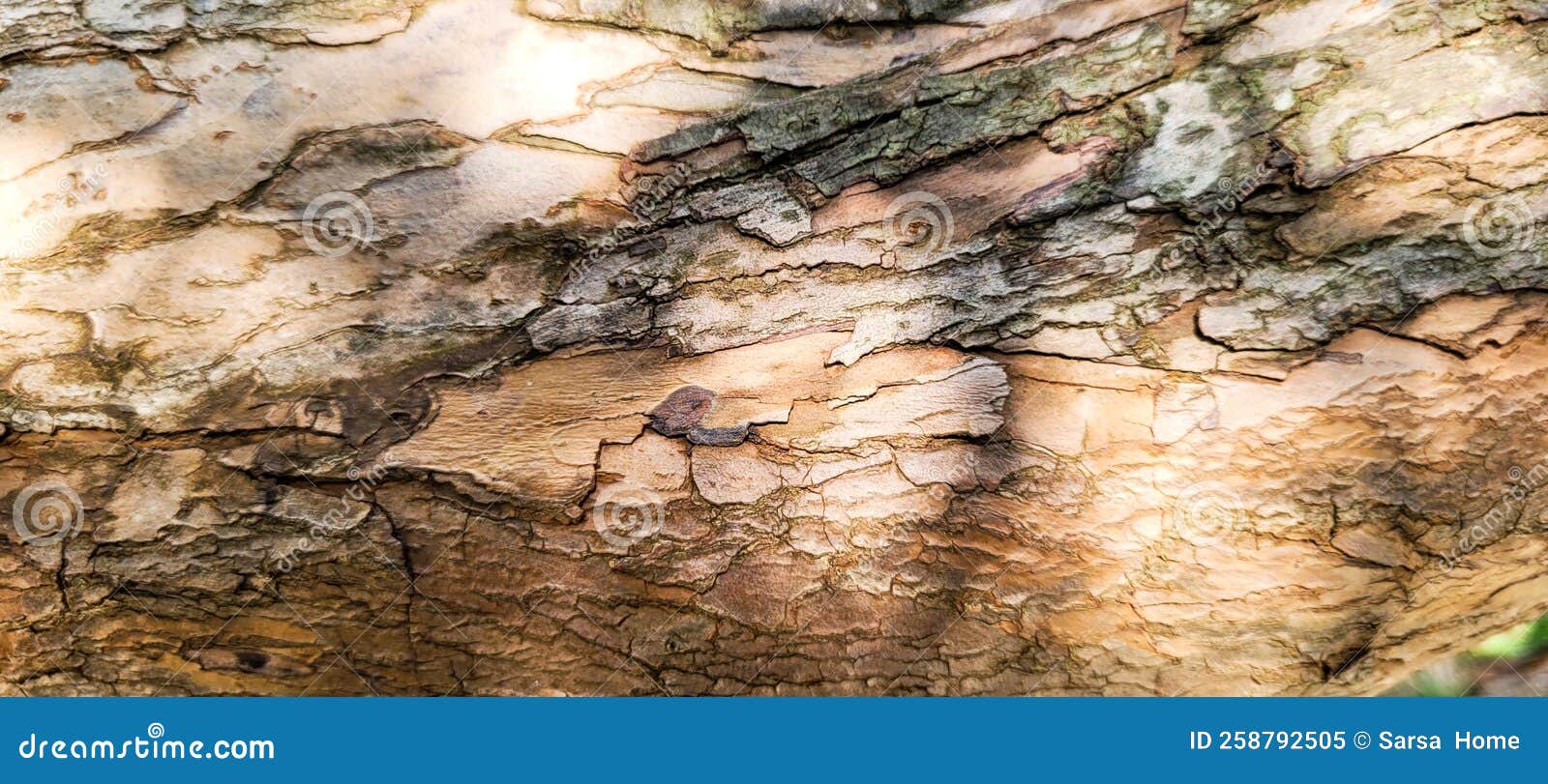 Rustic Old Wooden Log with Texture Stock Image - Image of nature ...