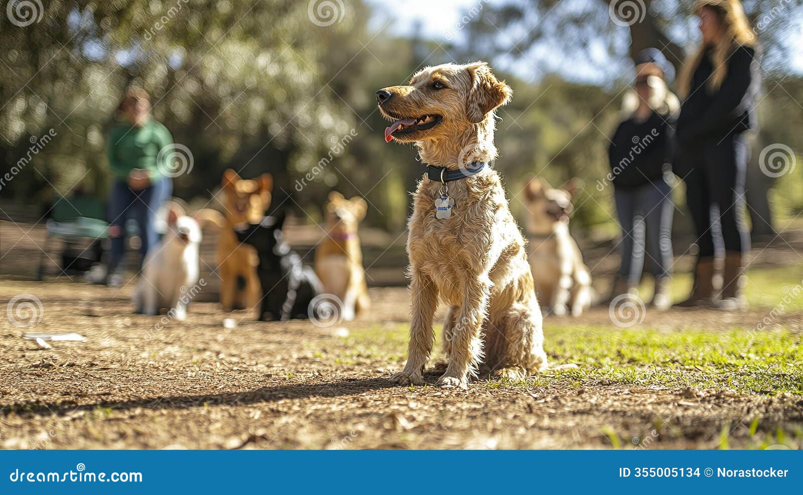 A Rustic Outdoor Obedience Class with Dogs Learning Commands and Stock ...
