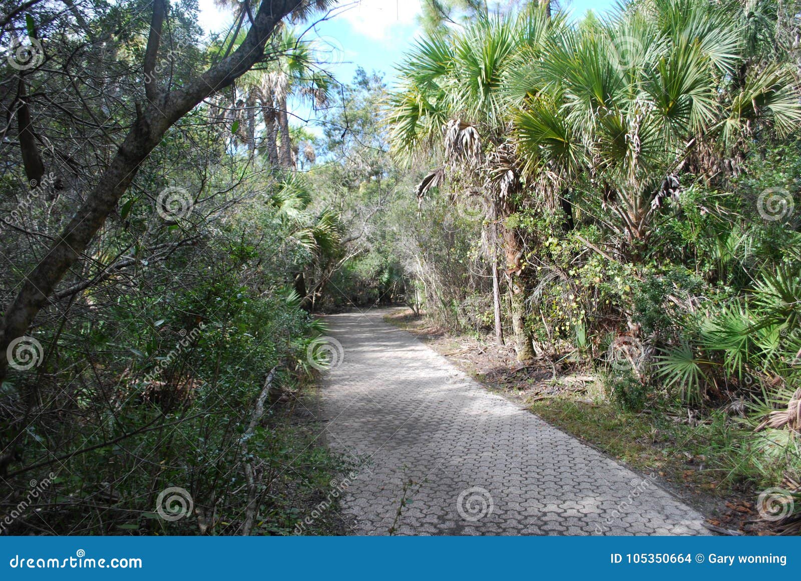 Rustic Path in a Florida Park Stock Photo - Image of trees, palm: 105350664