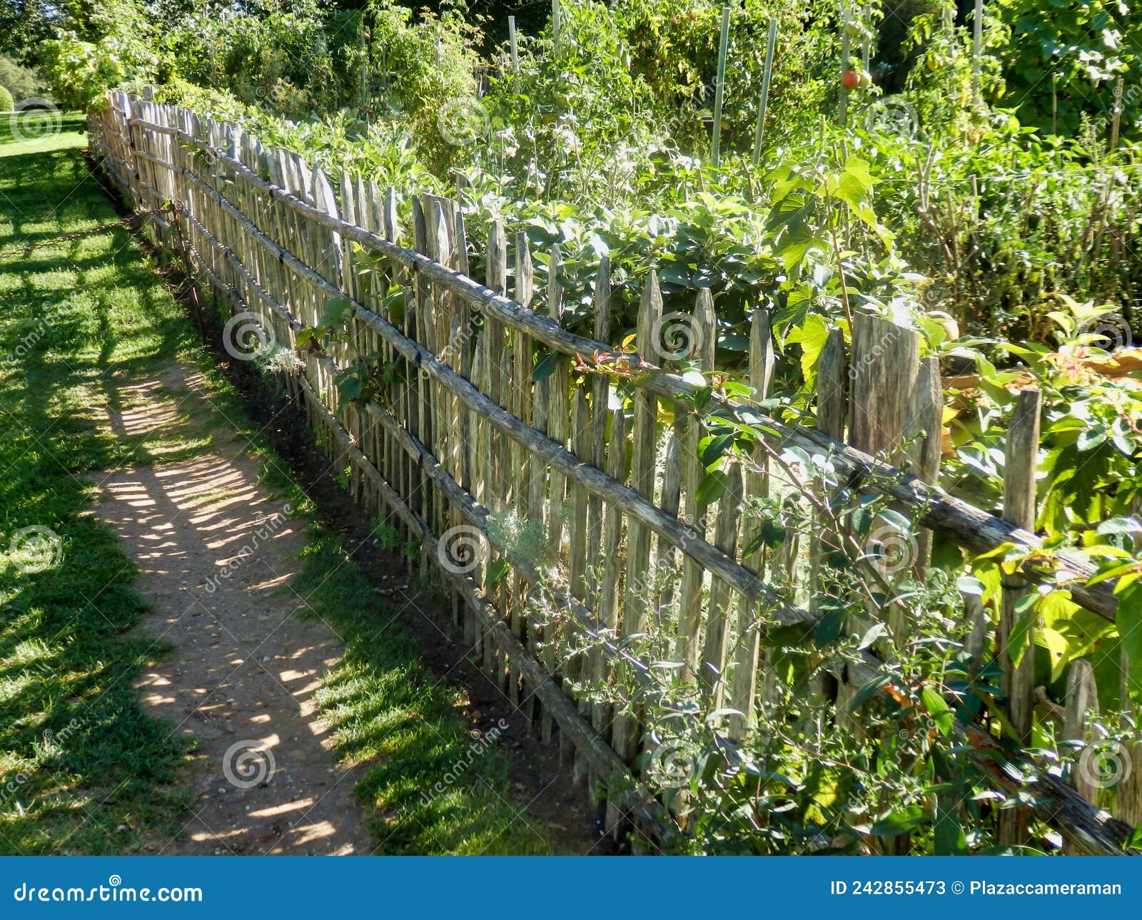 Rustic Picket Fence stock image. Image of construction - 242855473