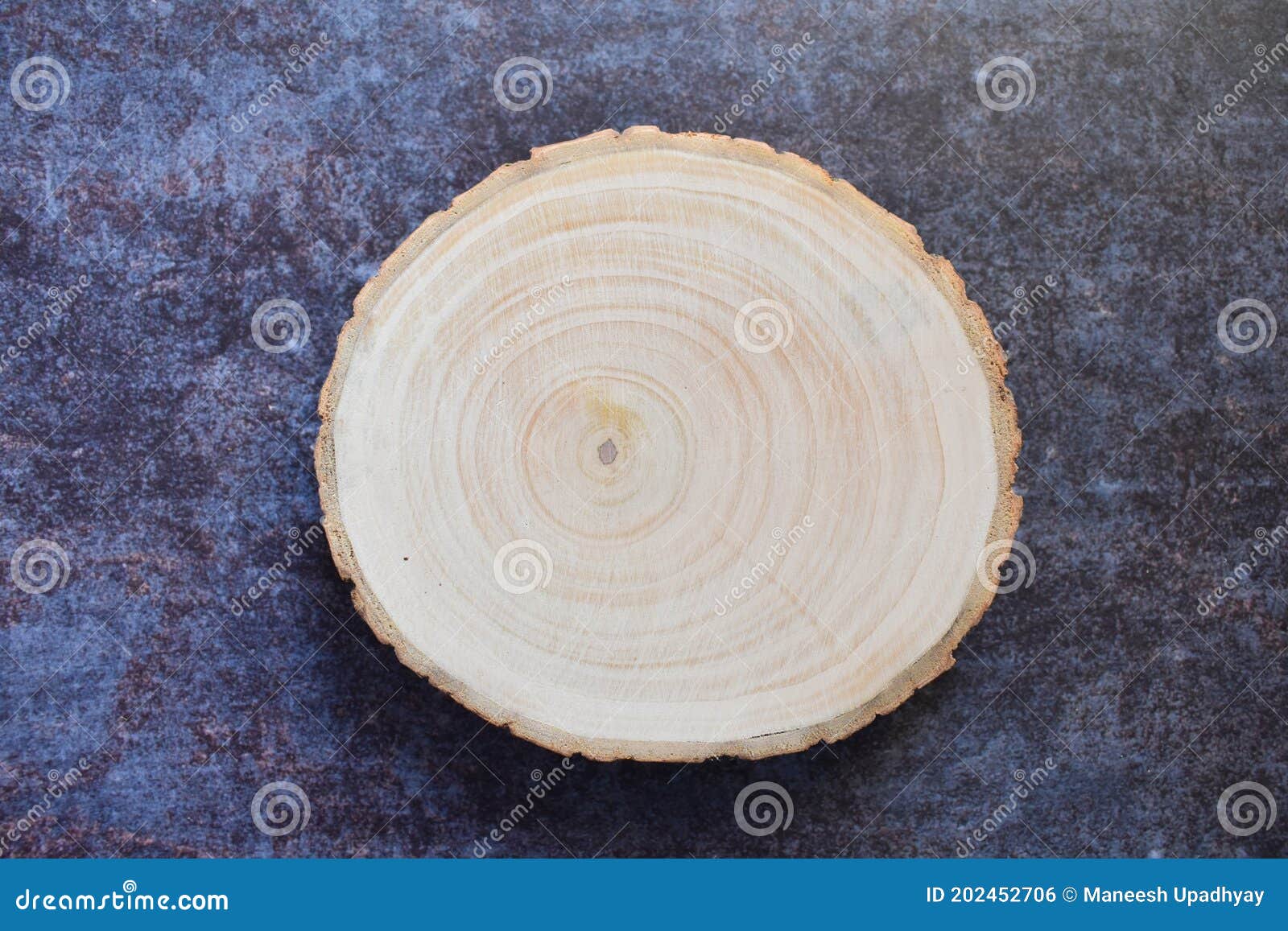 Rustic Pine Wood Round Cut Tree Stump Stock Photo - Image of object ...