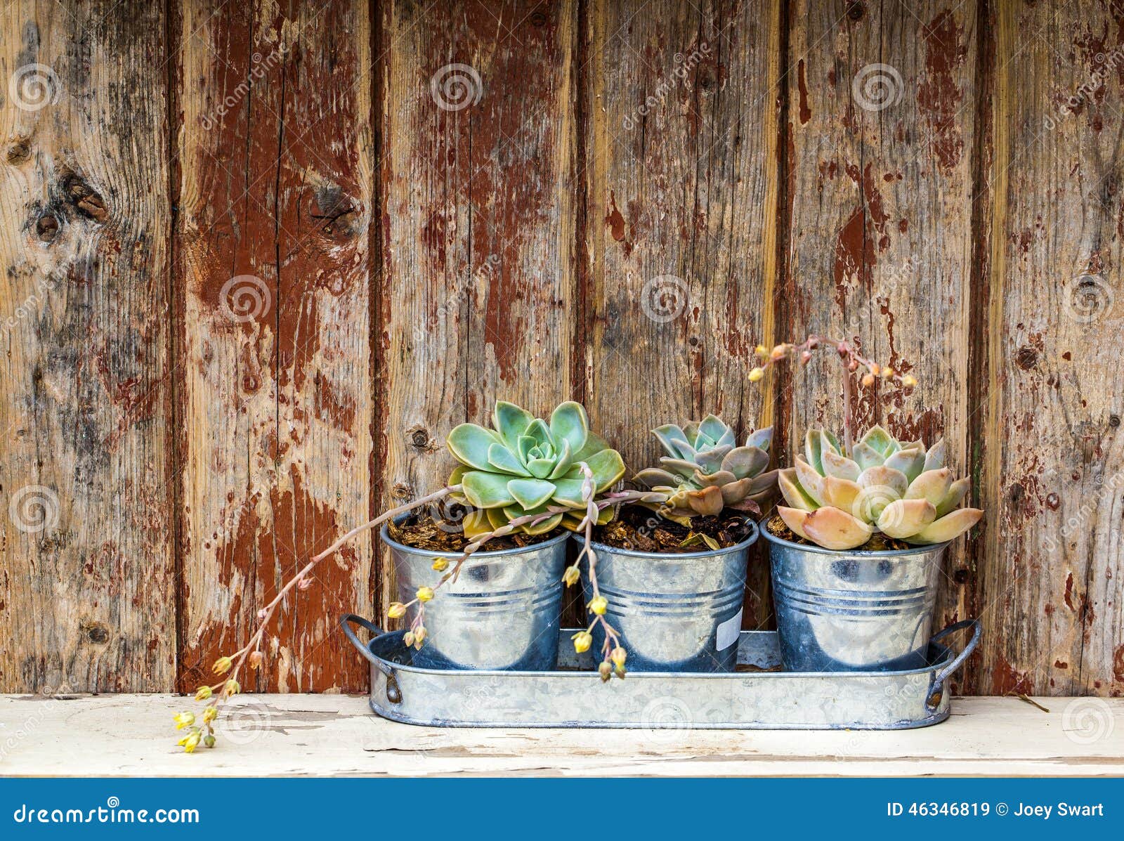 Rustic plants. stock image. Image of background, natural - 46346819