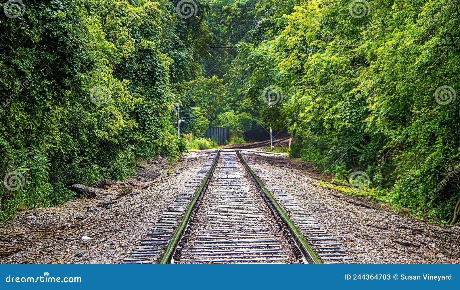 Rustic Railroad Track Disappearing Around Curve into Forest-selective ...
