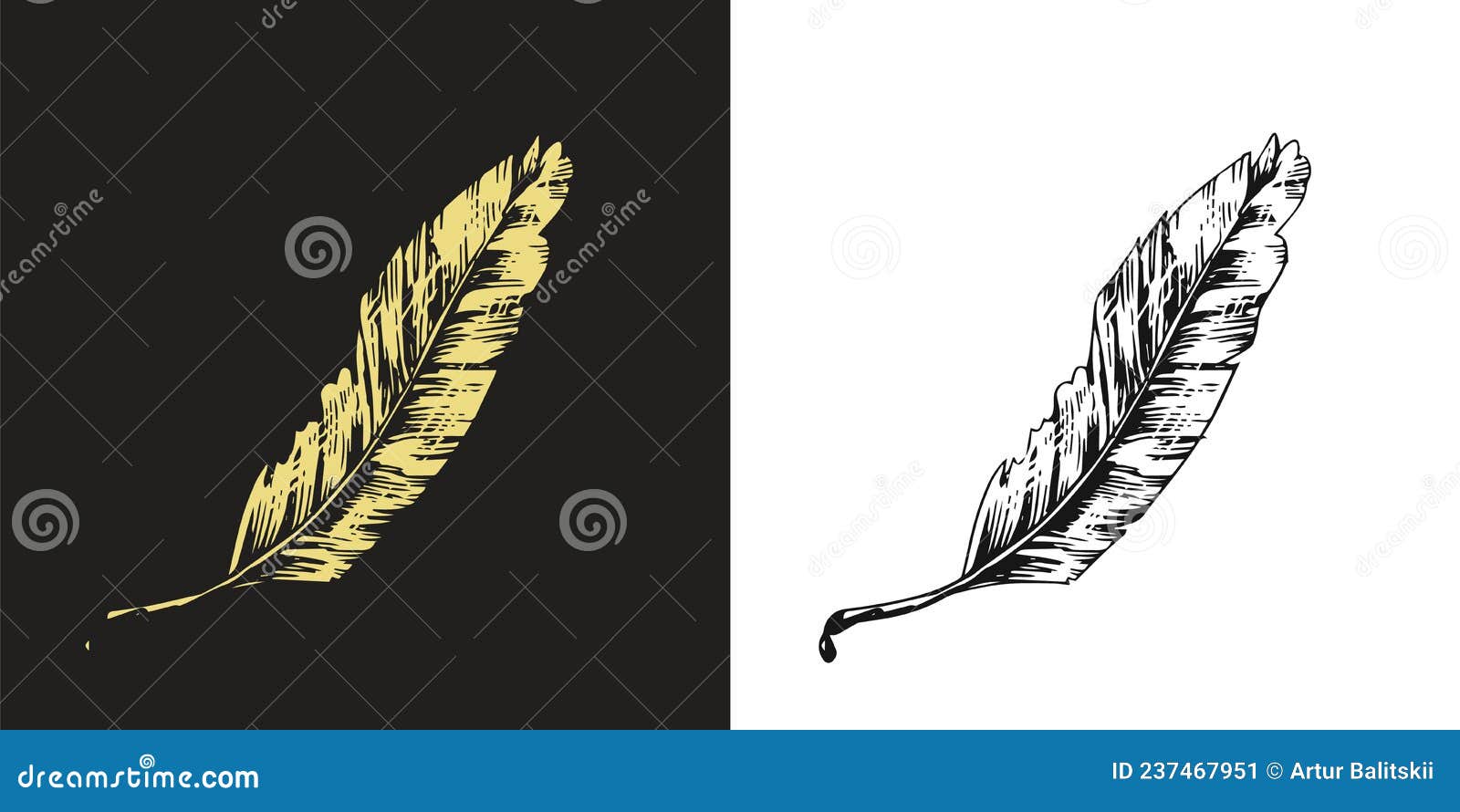 Rustic Realistic Feather of Bird. Engraved Hand Drawn in Old Vintage ...