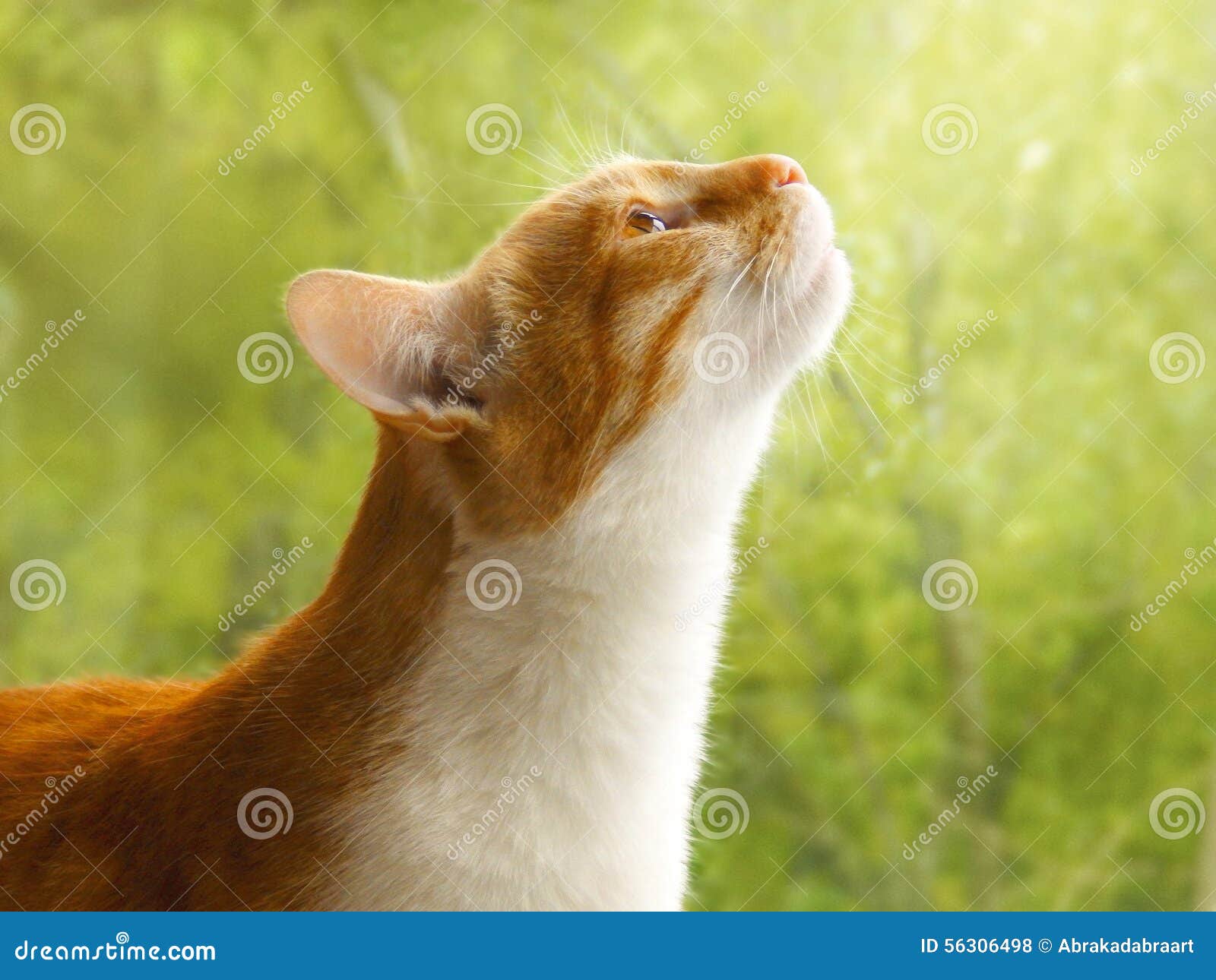 Rustic Red Cat at Green Background, Cat Face Profile Stock Photo ...
