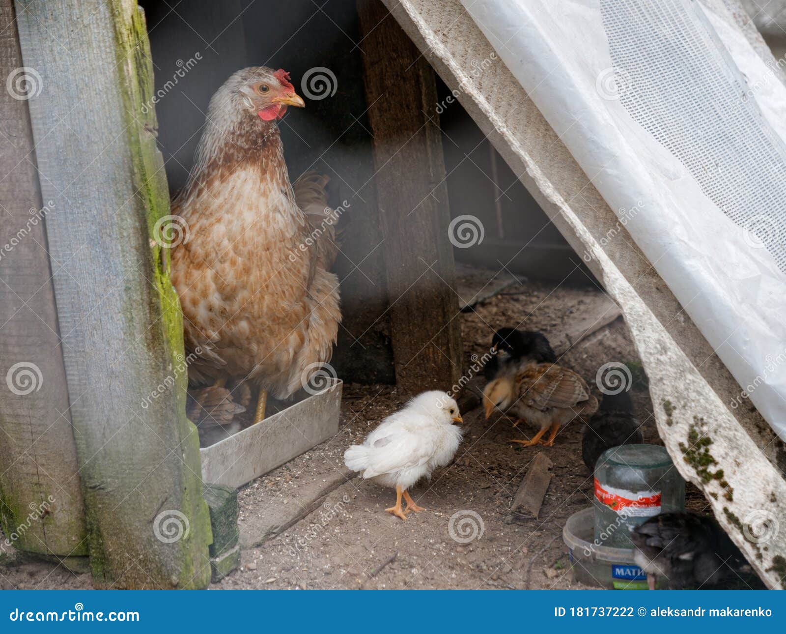 Rustic Red Hens with Chickens in Nature Stock Photo - Image of bird ...