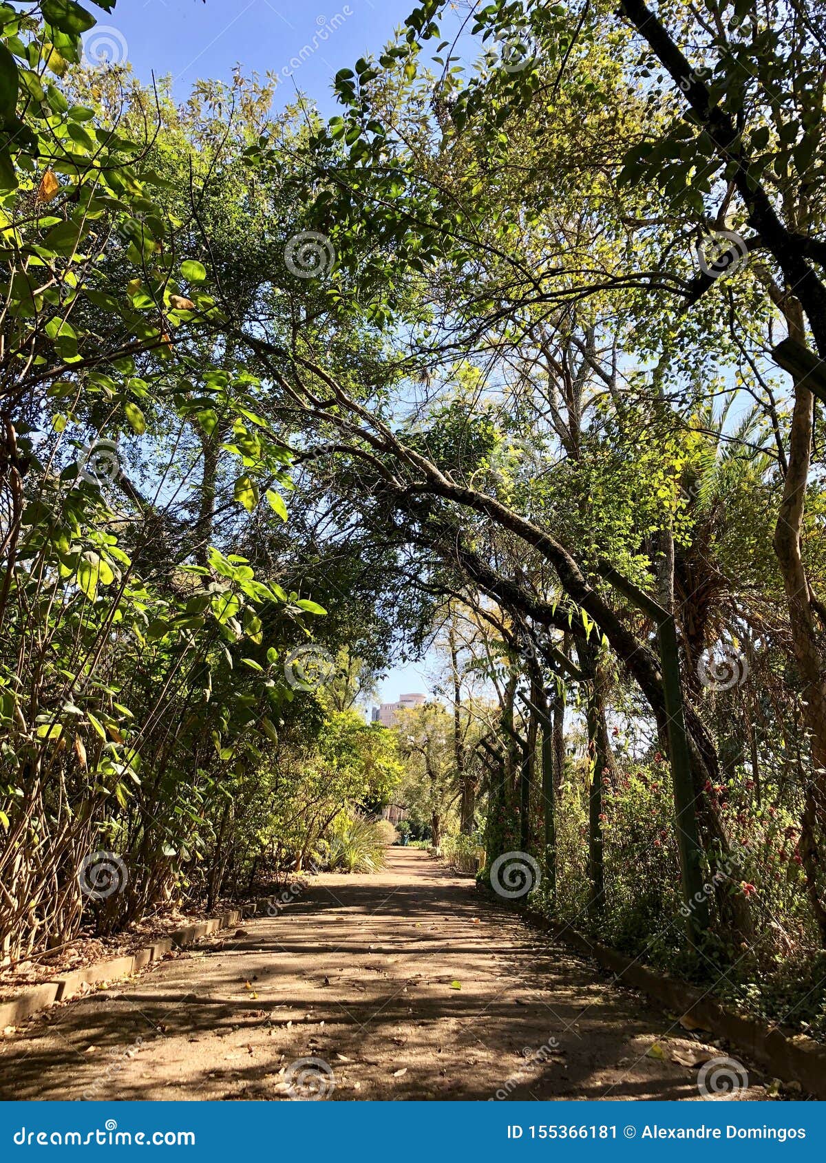 Rustic road stock image. Image of road, woods, rustic - 155366181