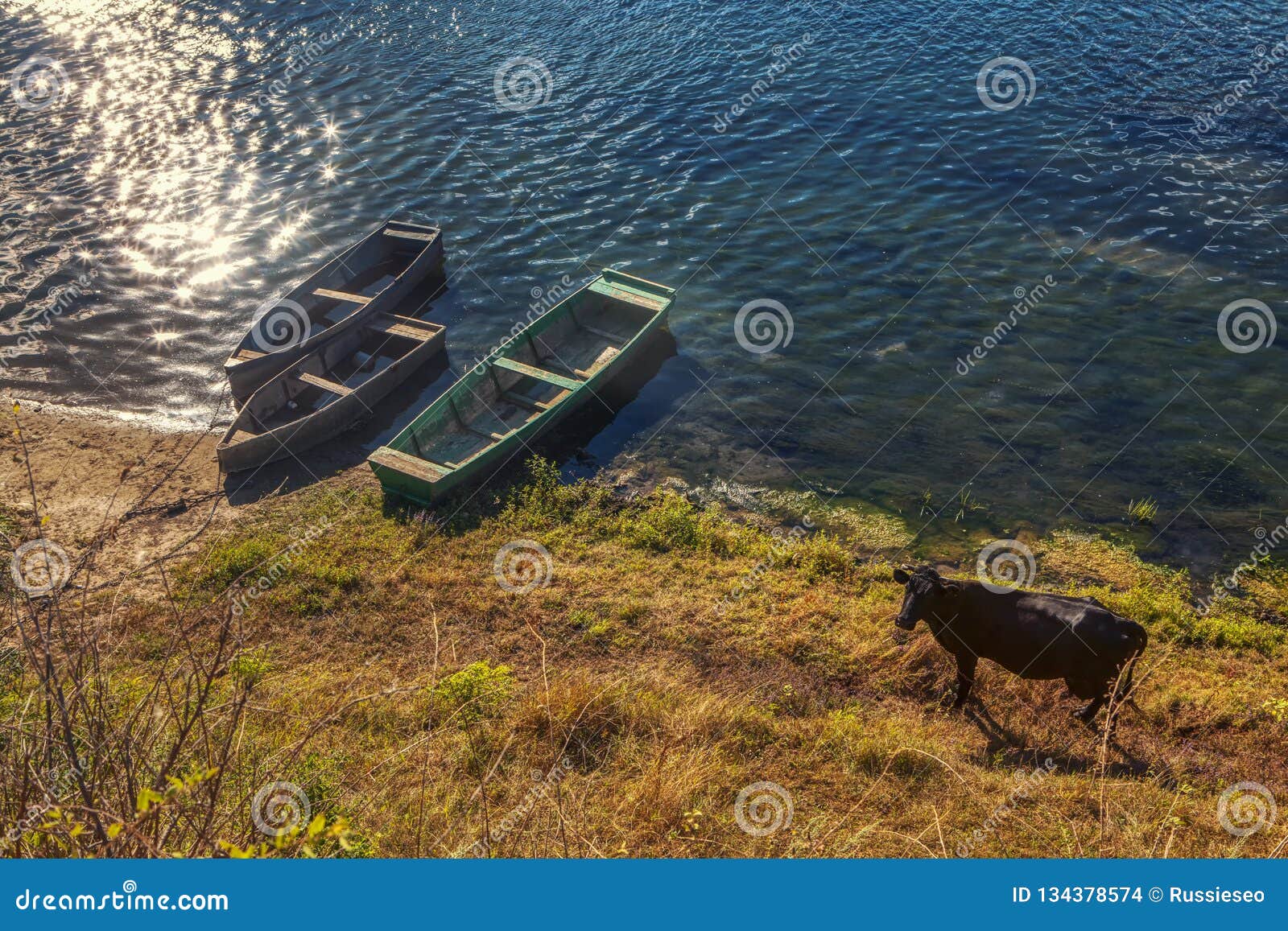 Cows and boats stock photo. Image of rivere, beach, tourism - 134378574