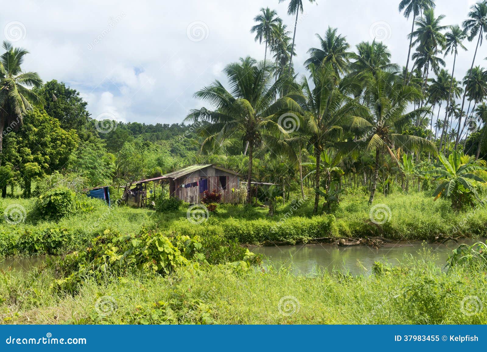 Rustic shack in jungle stock image. Image of lush, outdoors - 37983455