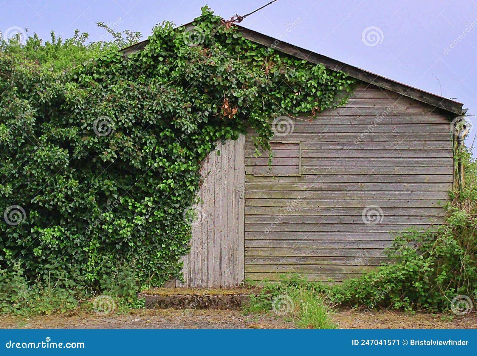 Rustic Shed Covered with Creeping Ivy and Brambles Stock Image - Image ...