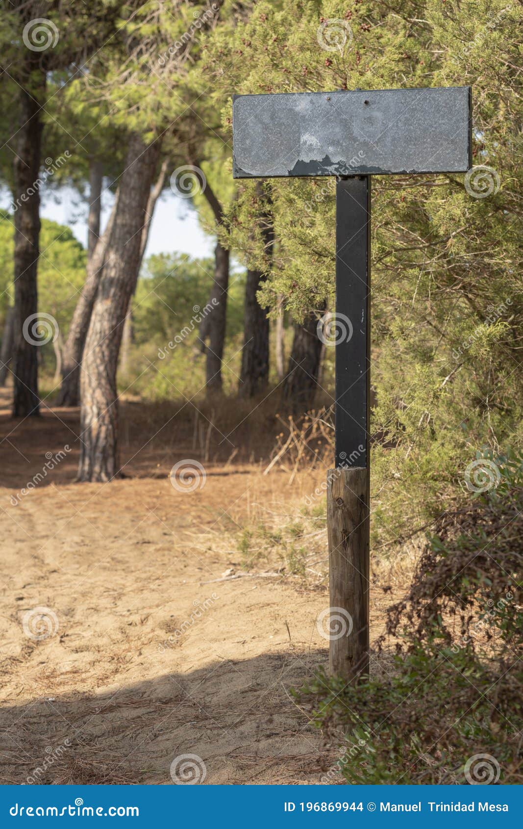 Rustic Sign Post for Advertising in a Pine Forest. Stock Photo - Image ...