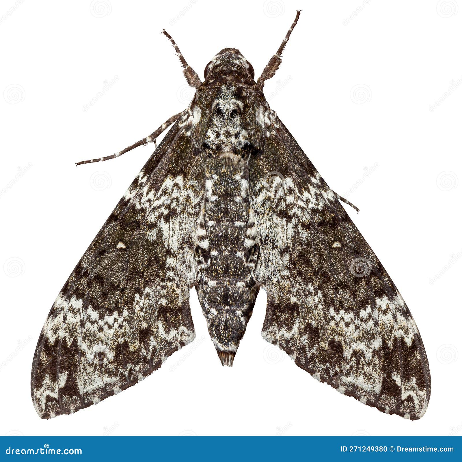 Rustic Sphinx Moth Isolated on White Background Stock Photo - Image of ...