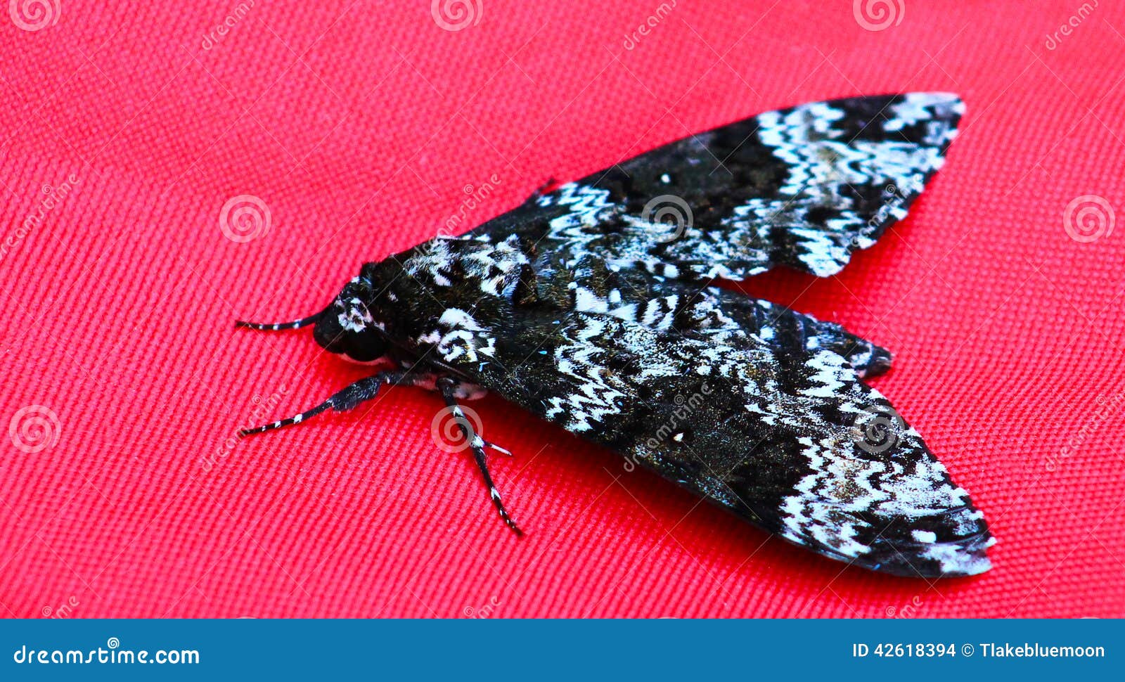 Rustic Sphinx Moth on Red stock photo. Image of fluttering - 42618394