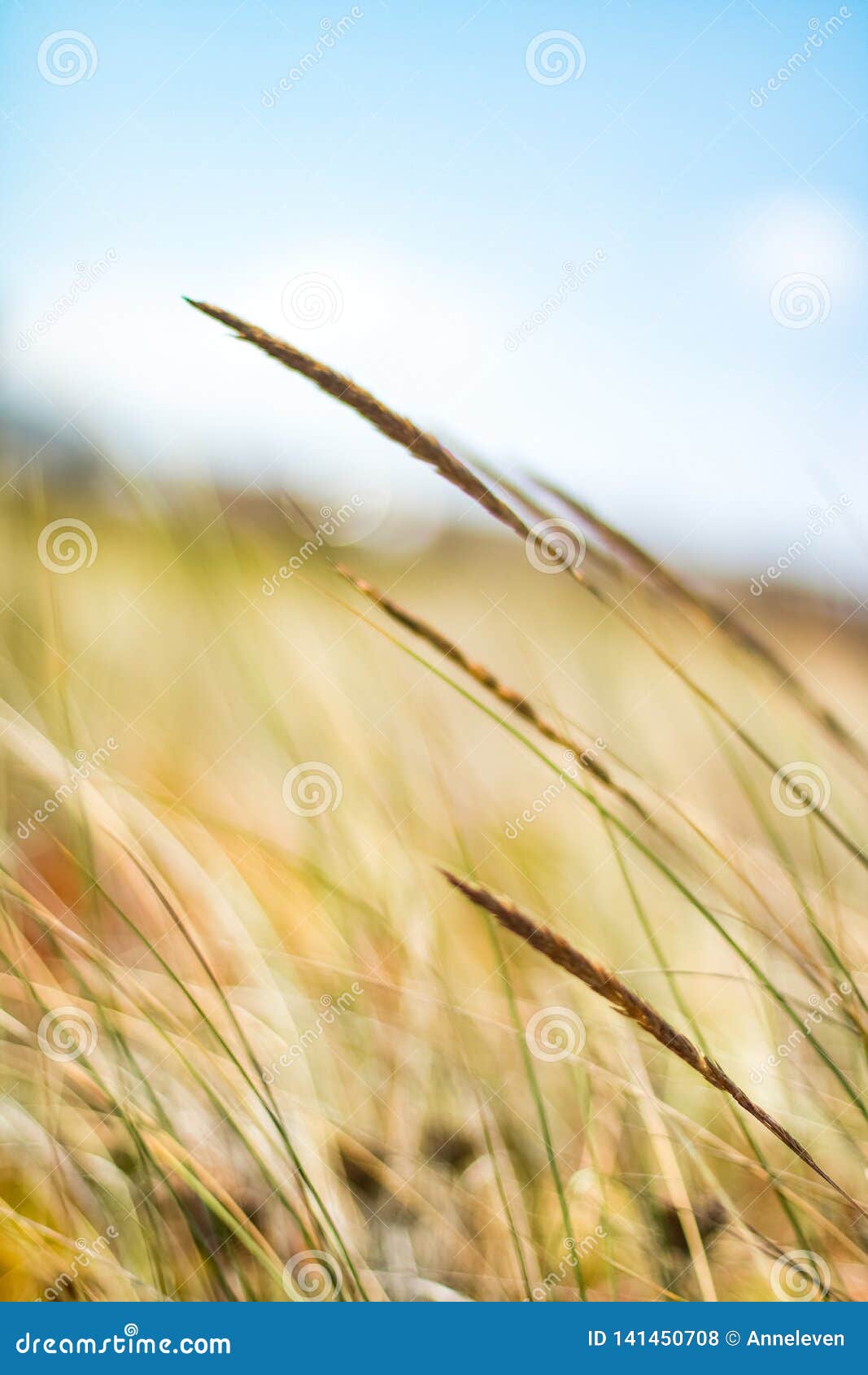 Rustic spring field stock photo. Image of pastel, landscape - 141450708