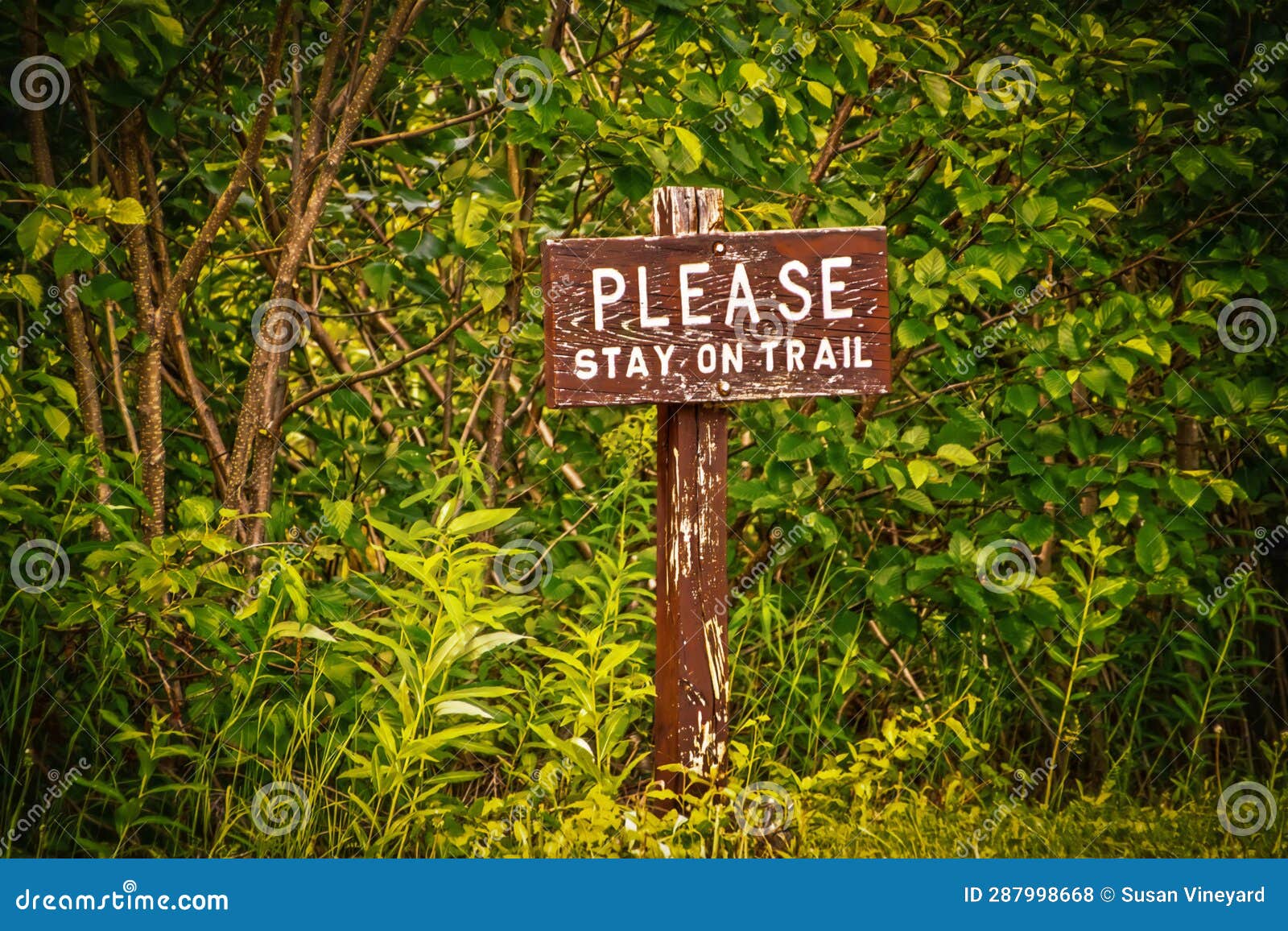 Rustic Stay on Trail Sign with Small Trees and Weeds and Bushes in ...