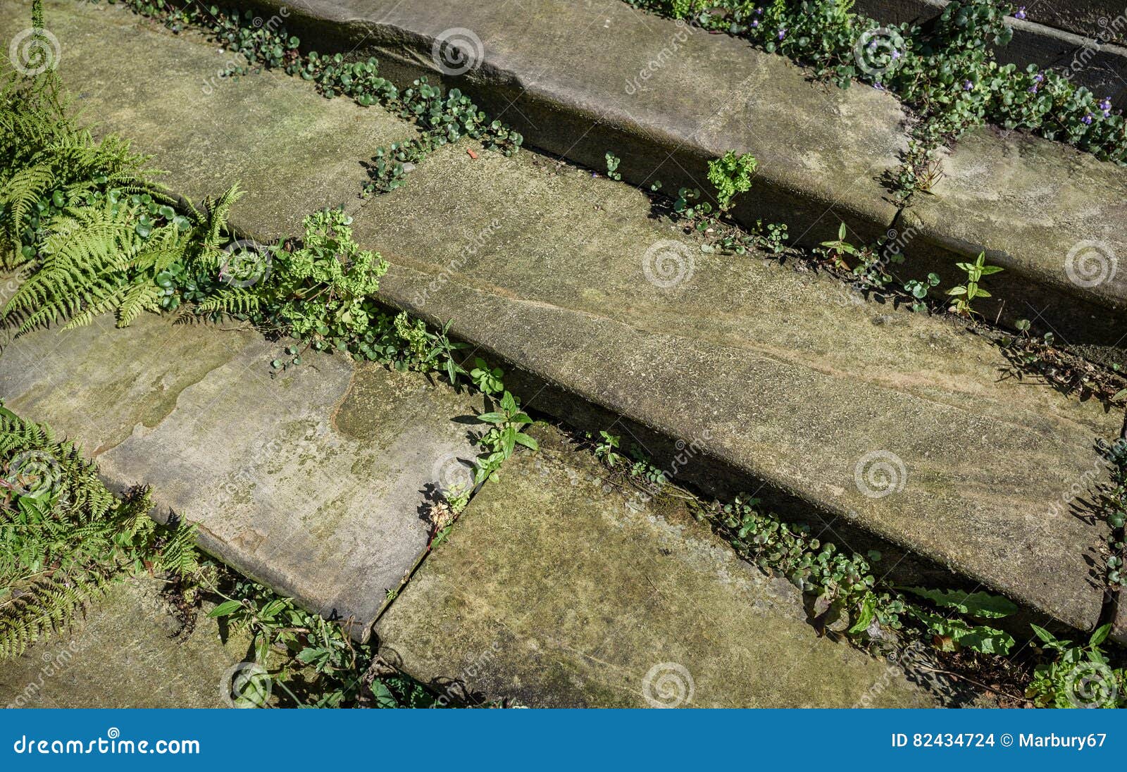 Rustic Stone Steps stock photo. Image of growing, stone - 82434724