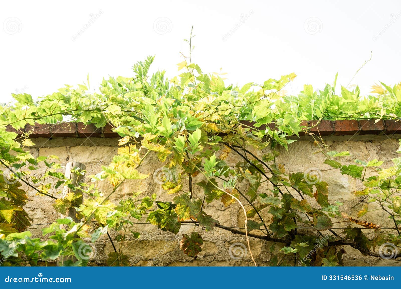 Rustic Stone Wall with Overgrown Green Vines in Sunlight Stock Photo ...