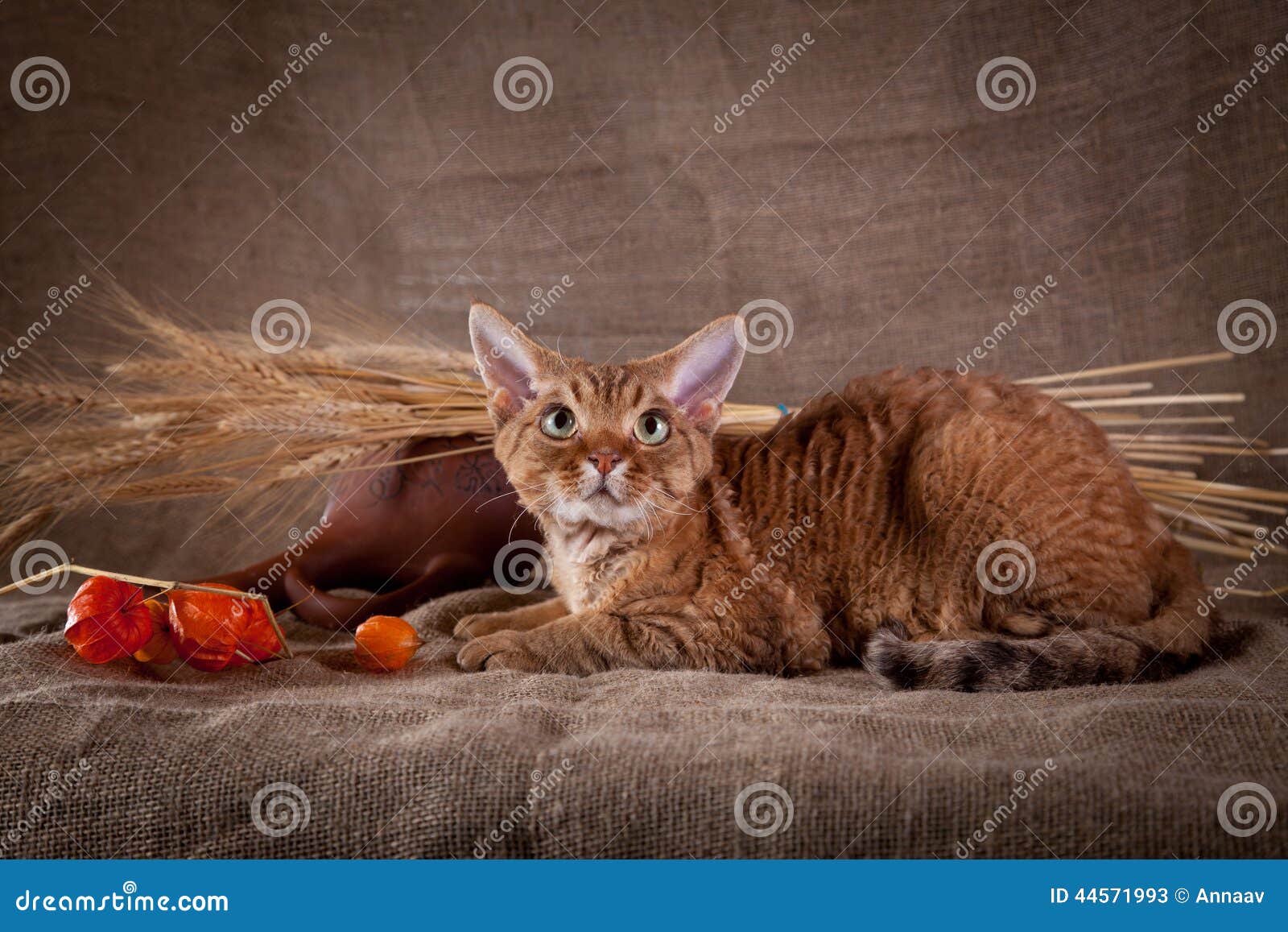Rustic style cat stock image. Image of kitten, details - 44571993