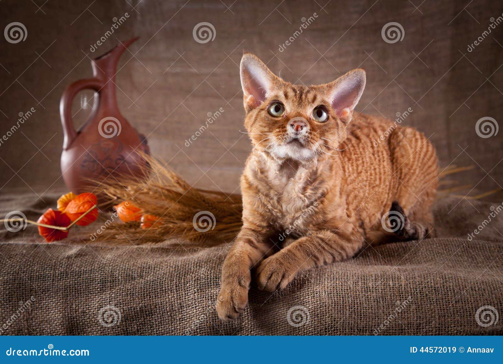 Rustic style cat stock image. Image of cocoa, cafe, room - 44572019