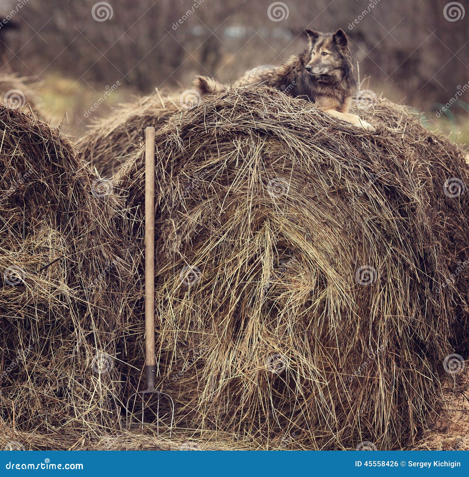 Rustic Style a Dog Asleep on Stock Photo - Image of happy, adorable ...