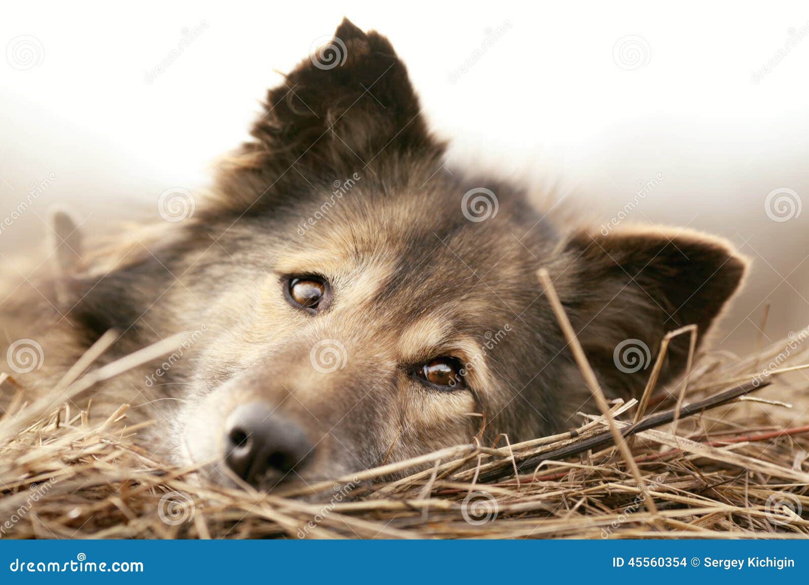 Rustic style a dog asleep stock photo. Image of outside - 45560354