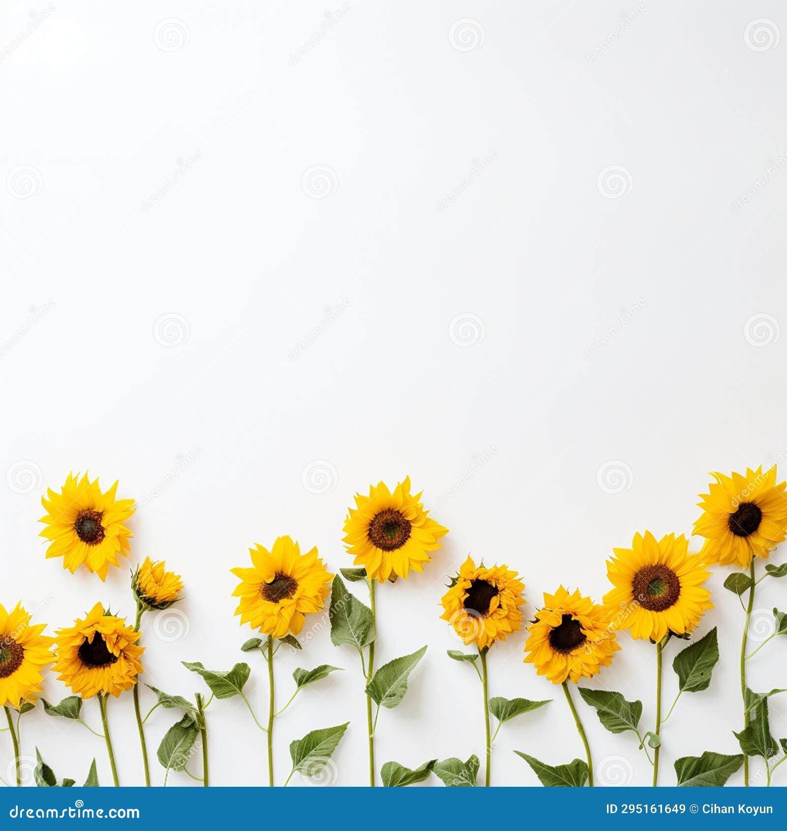 Rustic sunflower border stock illustration. Illustration of isolated ...