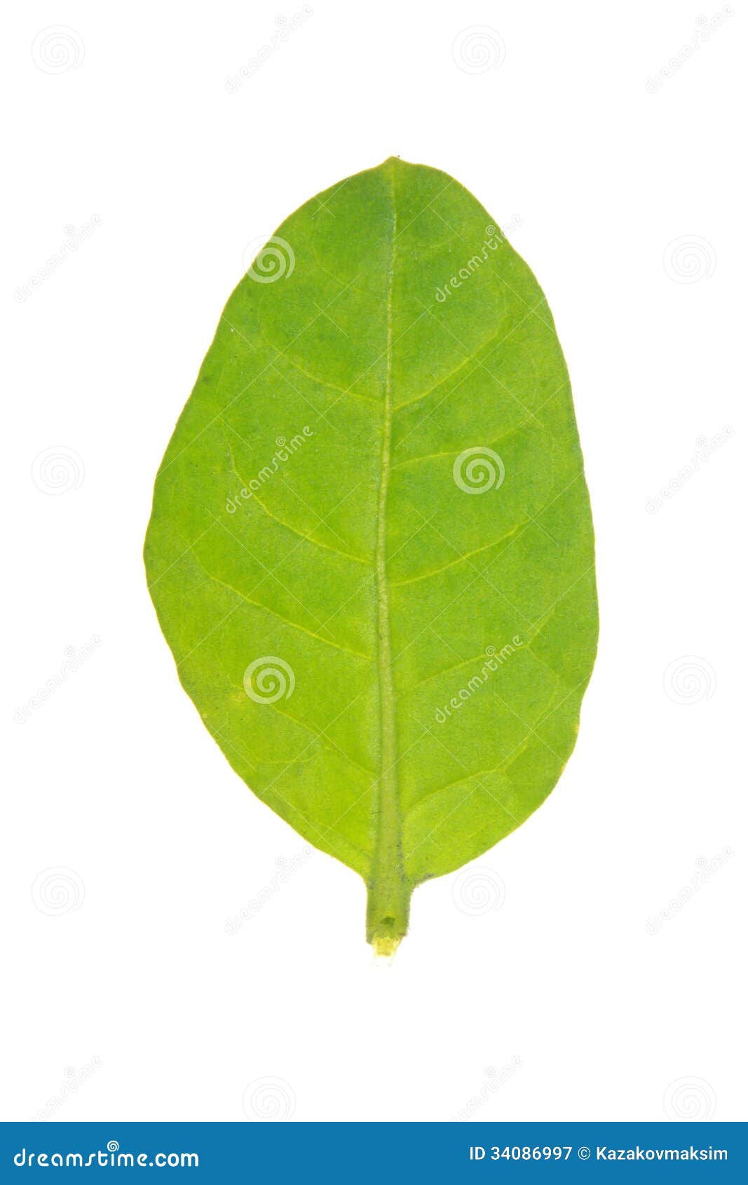 Rustic Tobacco Leaf Isolated on White Stock Image - Image of nicotiana ...