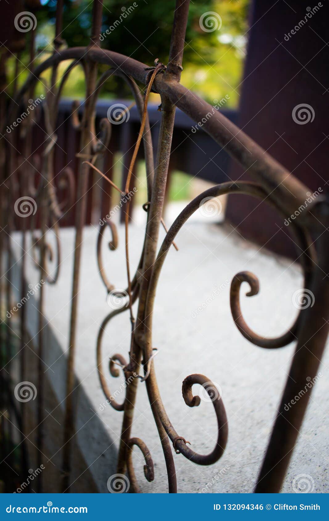 Rustic Trellis with Old Vines Growing on it Stock Photo - Image of ...