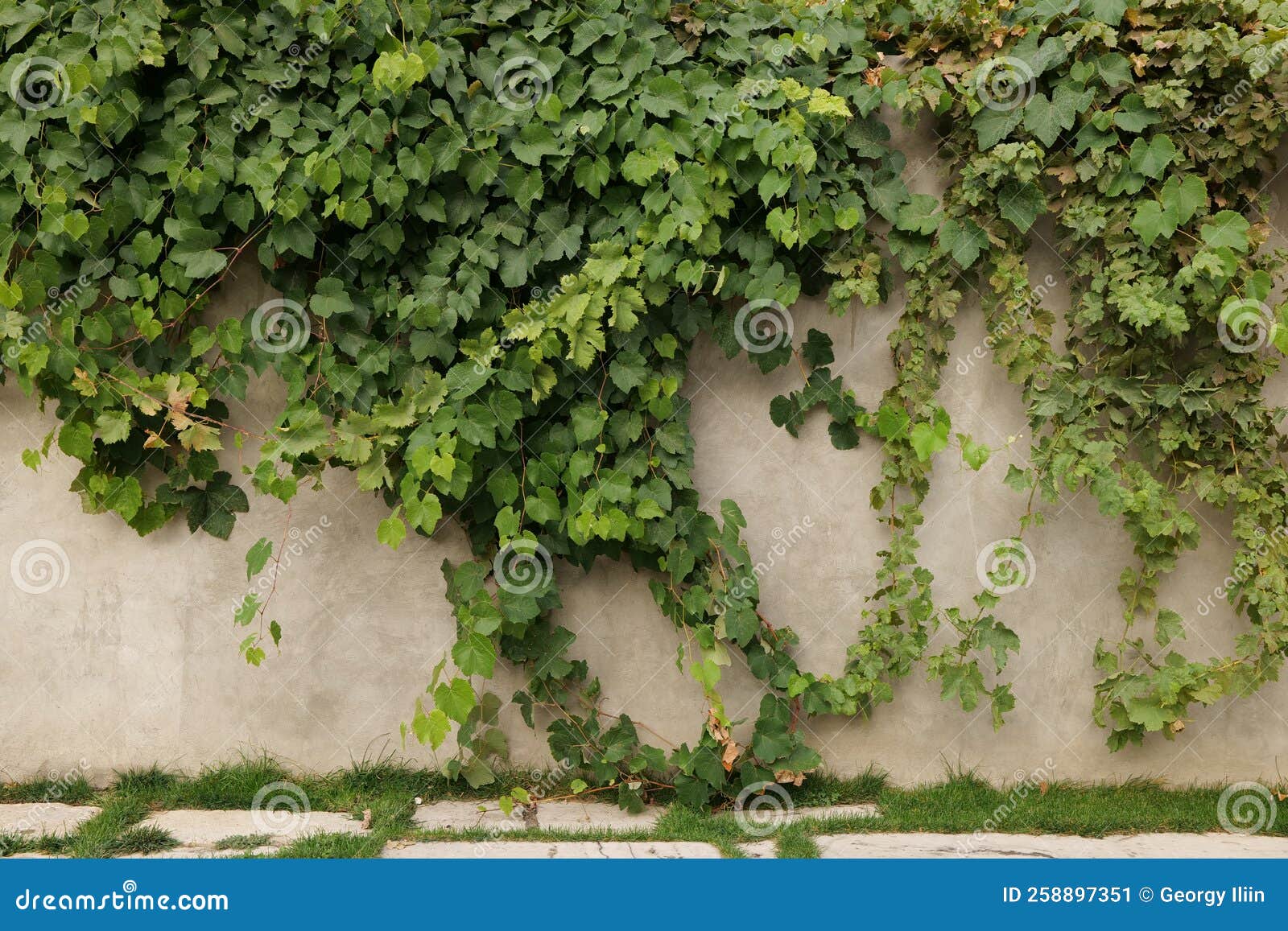 Rustic Wall with Grape Plant Background Stock Image - Image of hedge ...