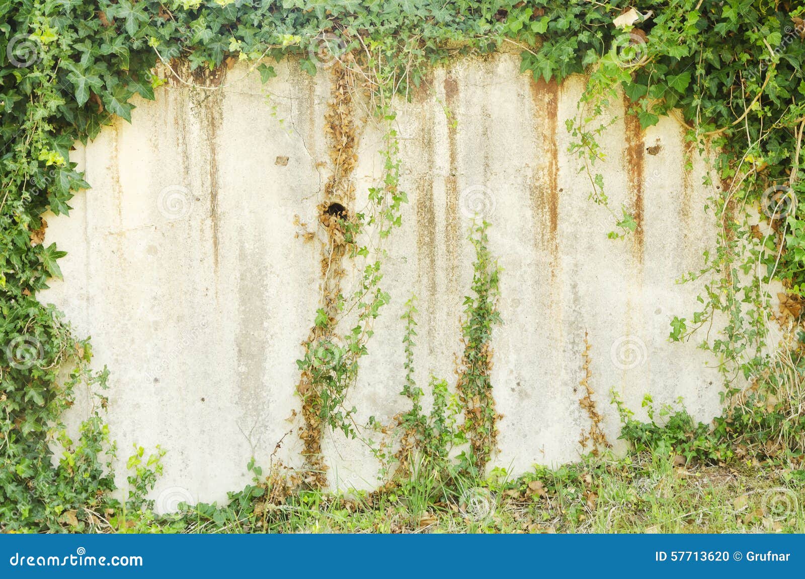 Rustic Wall Surrounded by Green Leaves Stock Photo - Image of retro ...
