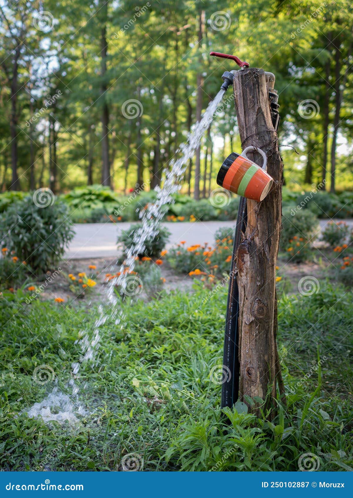 Rustic Water Fountain in a Forest, Throwing Fresh Water on the Ground ...