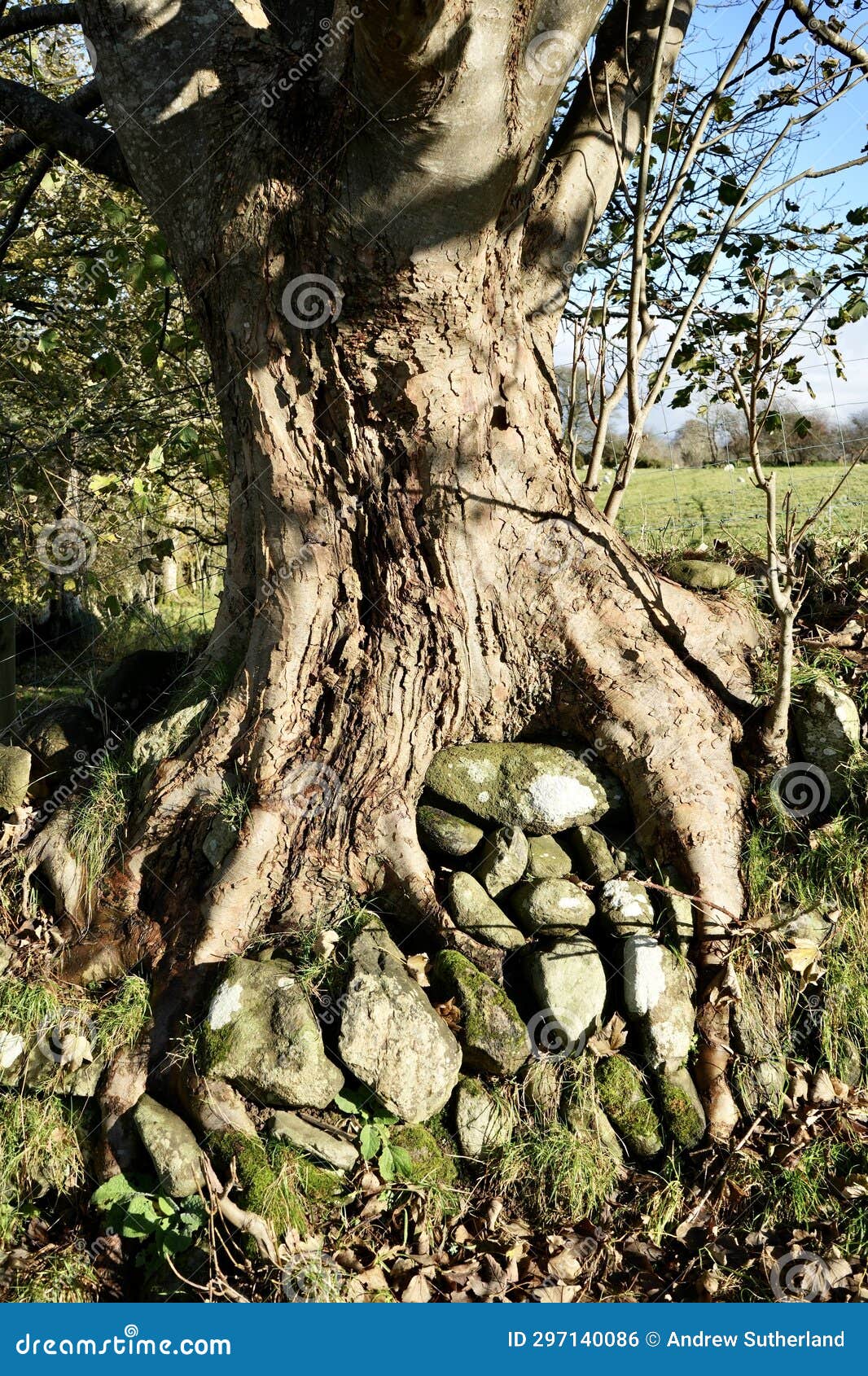 Rustic Welsh Tree Trunk Over a Stone Wall in the Sunlight. Stock Photo ...