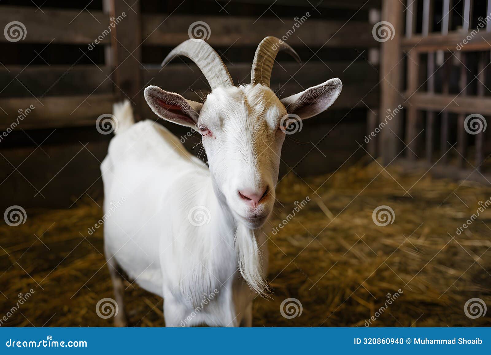 A Rustic White Goat with Curved Horns in a Barn Setting. Stock ...