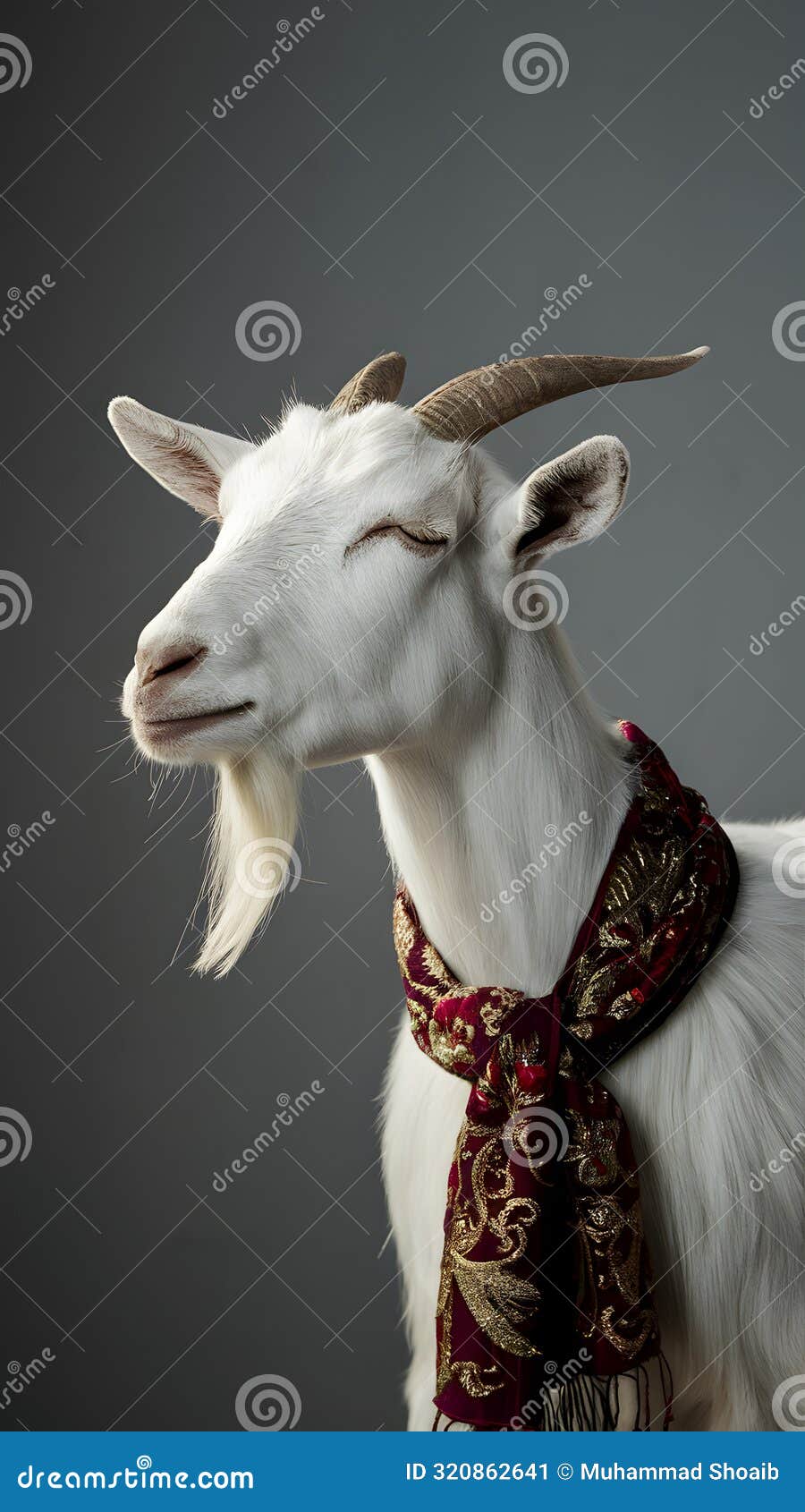 A Rustic White Goat with Curved Horns in a Barn Setting. Stock ...