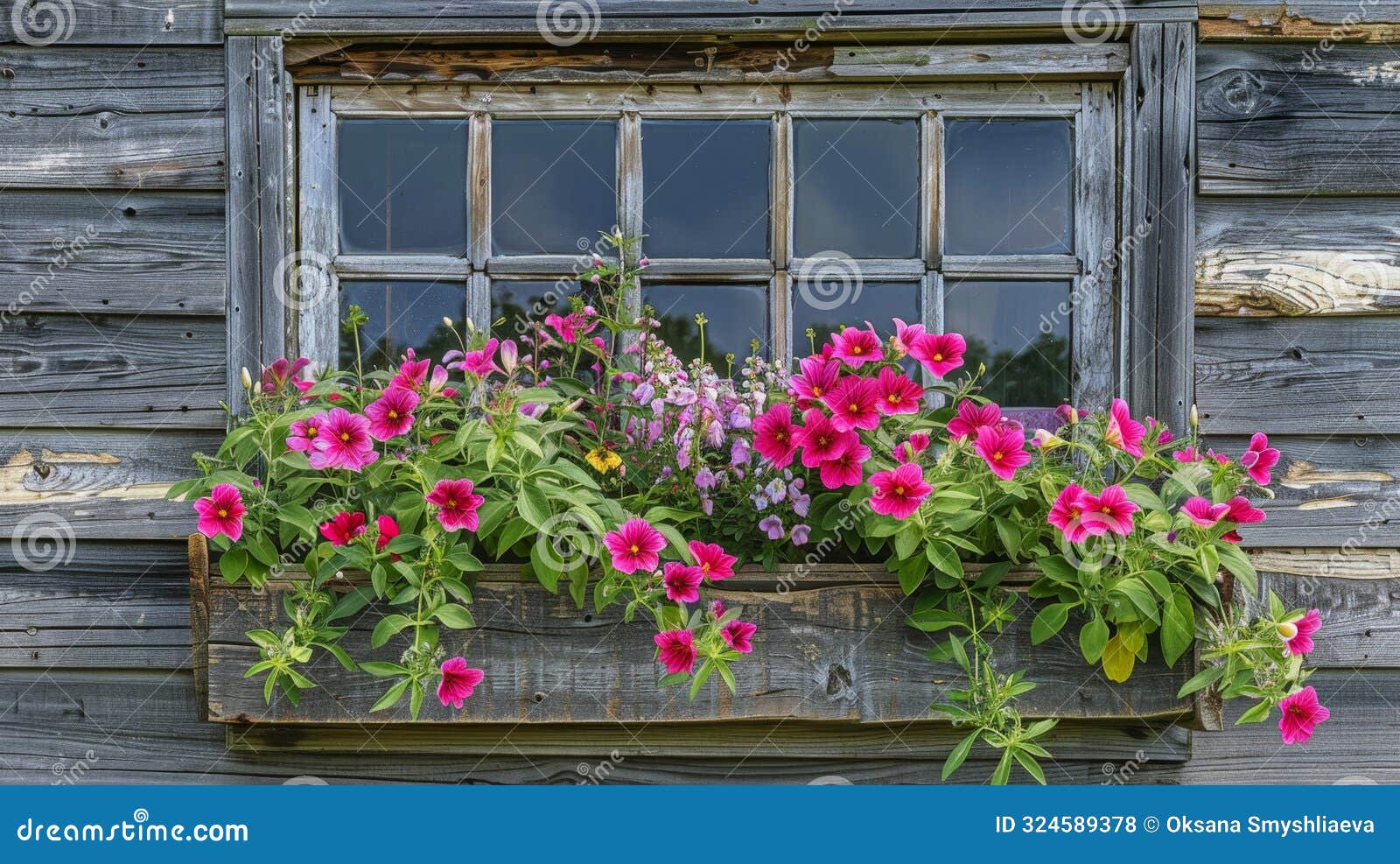 Rustic Window with Blooming Flowers on Wooden Wall Stock Photo - Image ...