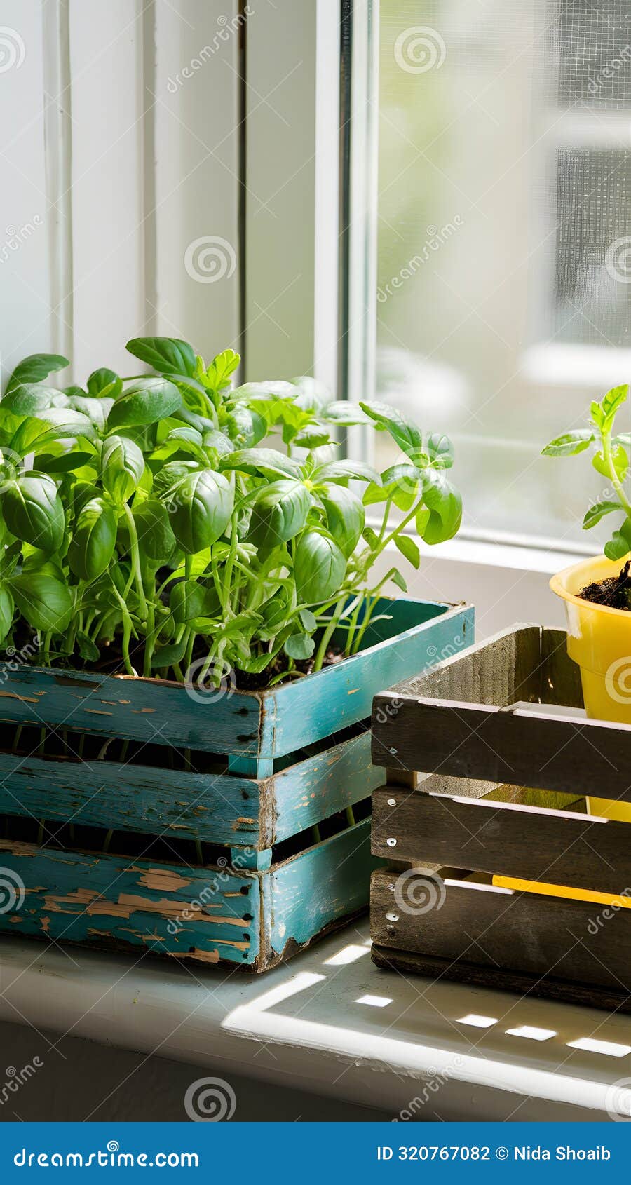 Rustic Window Sill with Crates of Seedlings and Yellow Pot in Sunlight ...