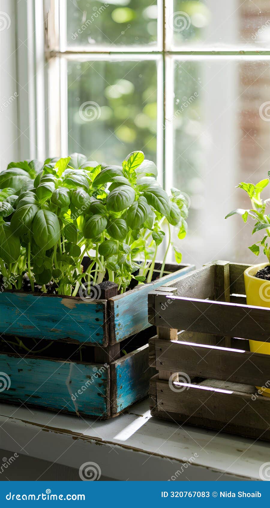 Rustic Window Sill with Crates of Seedlings and Yellow Pot in Sunlight ...