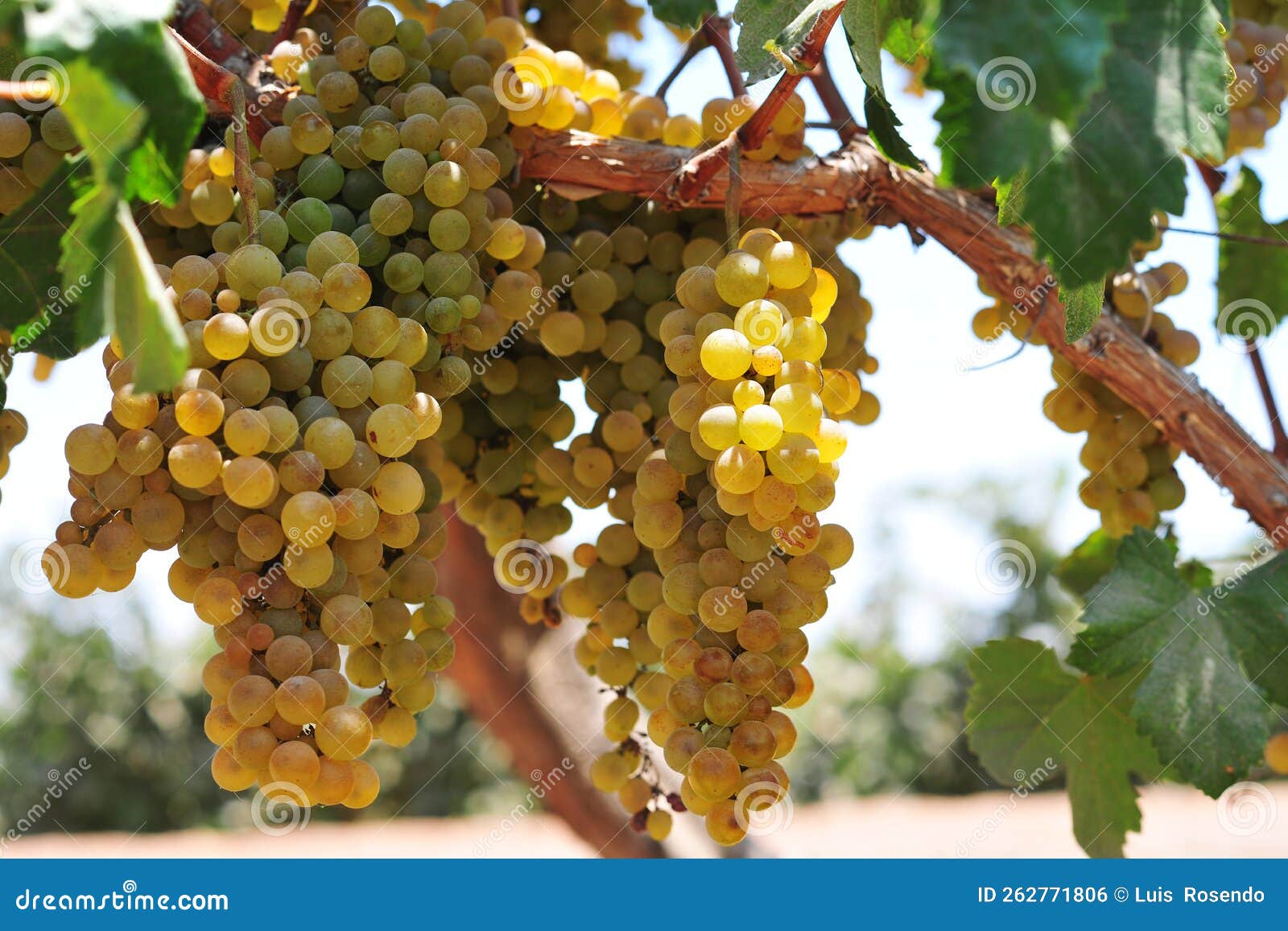 Wineyard Whith White Grapes in Ica, Peru, "Ocucaje Stock Photo - Image ...