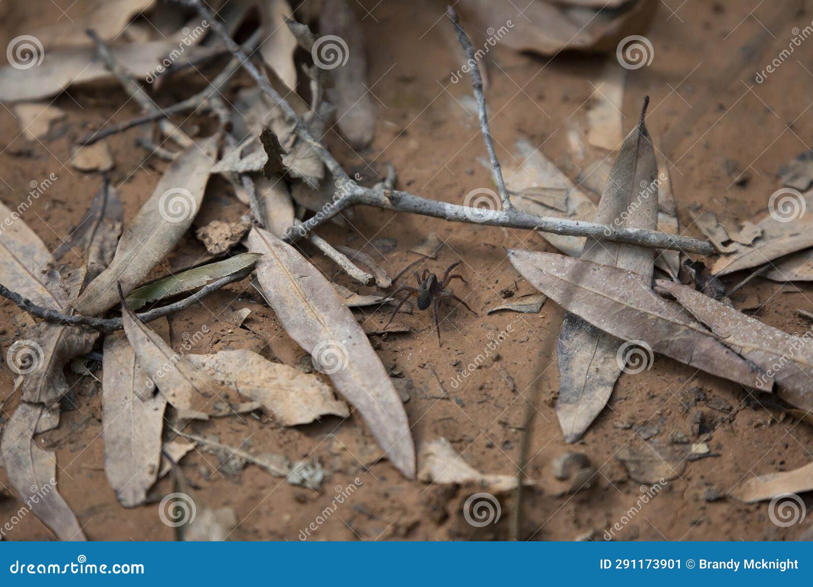 Rustic Wolf Spider stock image. Image of fauna, biology - 291173901
