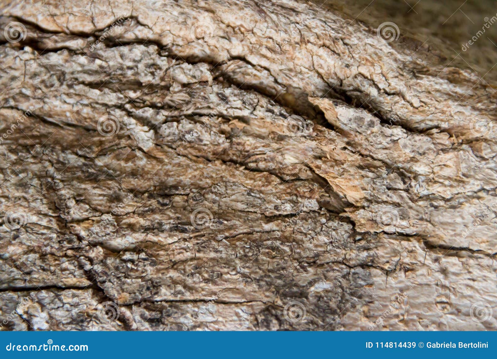 Rustic Wood Background Tree Bark Texture Stock Image - Image of trunk ...